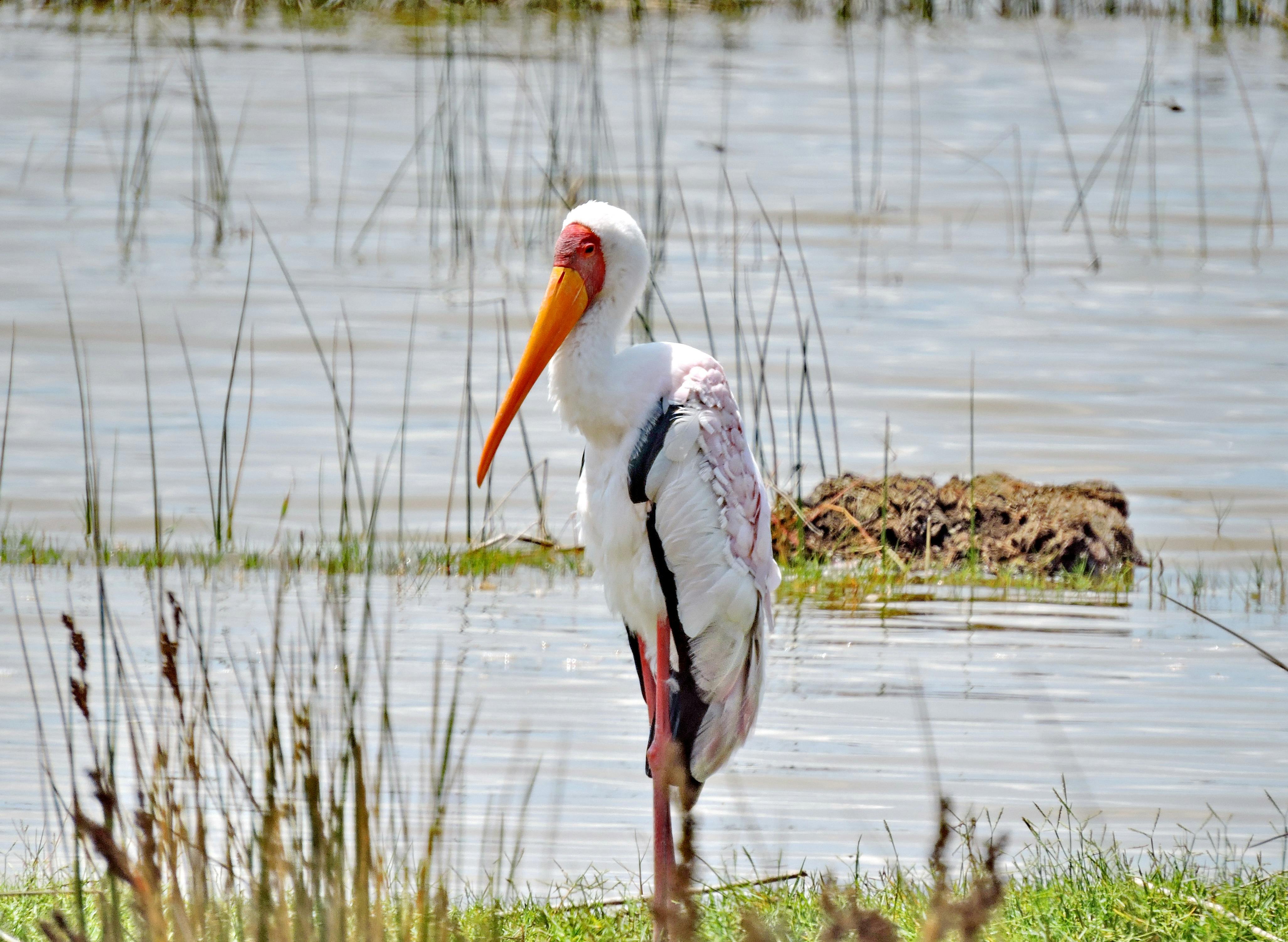 Photo of a Stork · Free Stock Photo