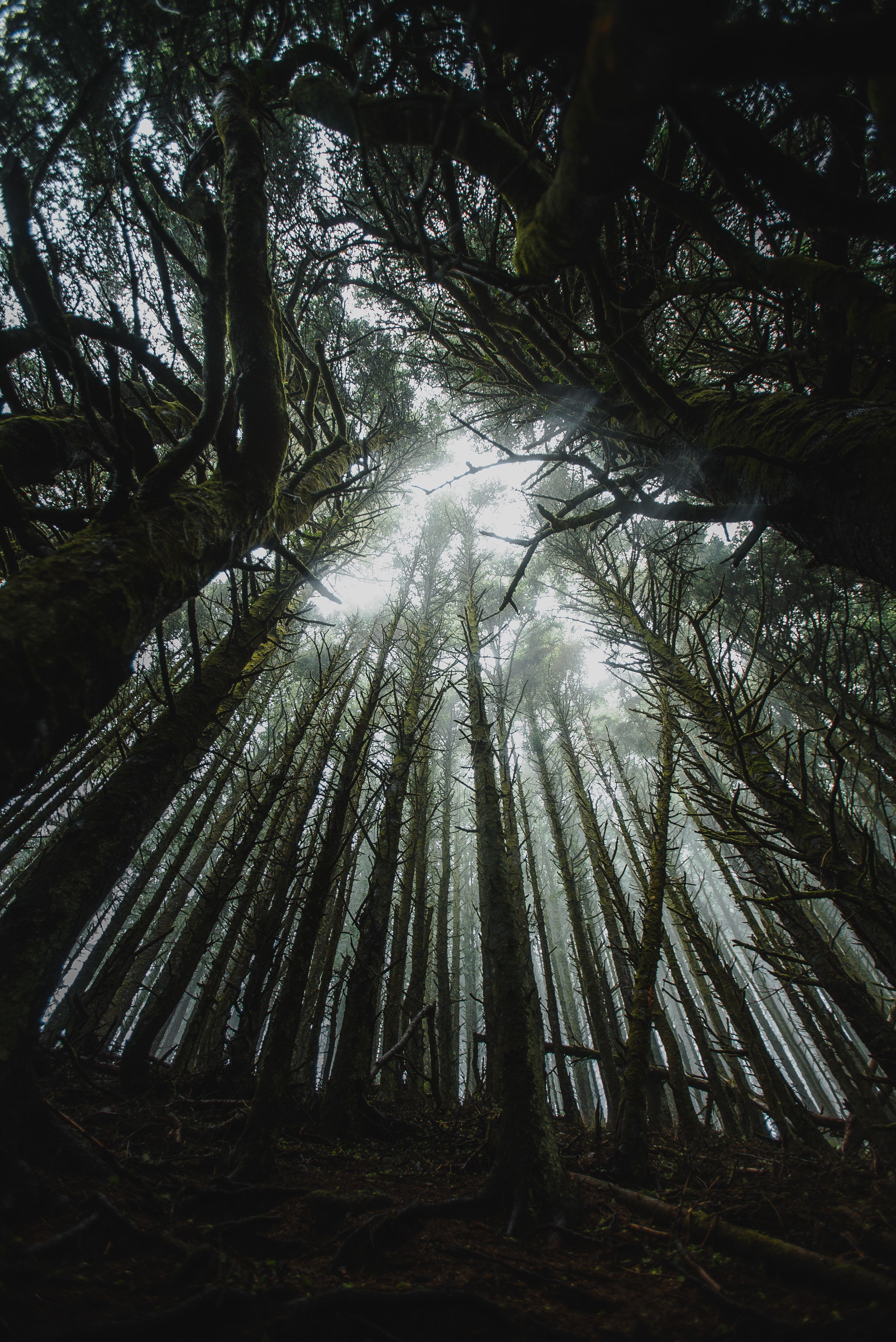 Low Angle Shot of Trees in a Forest · Free Stock Photo