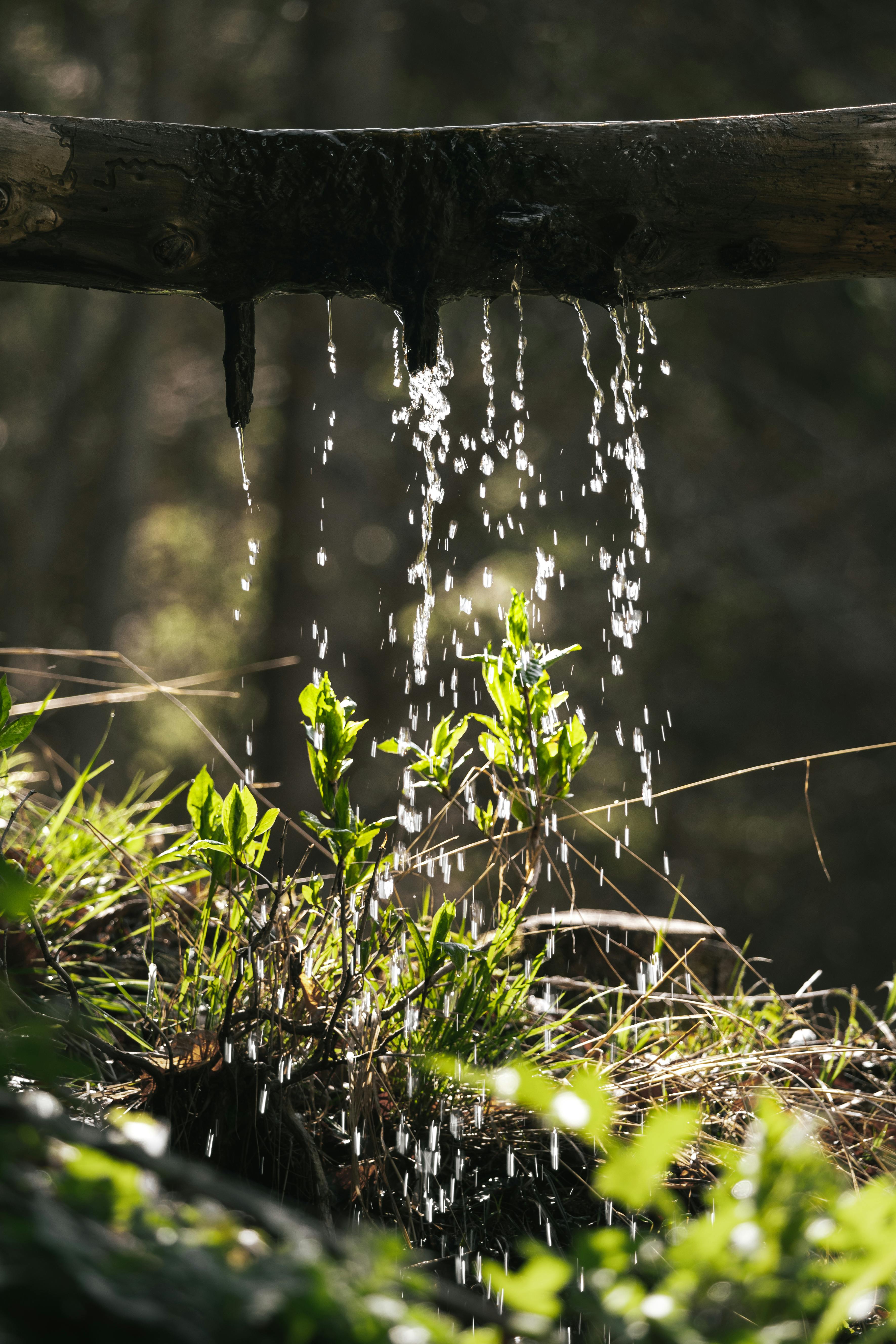 Dripping Water on Green Plant · Free Stock Photo