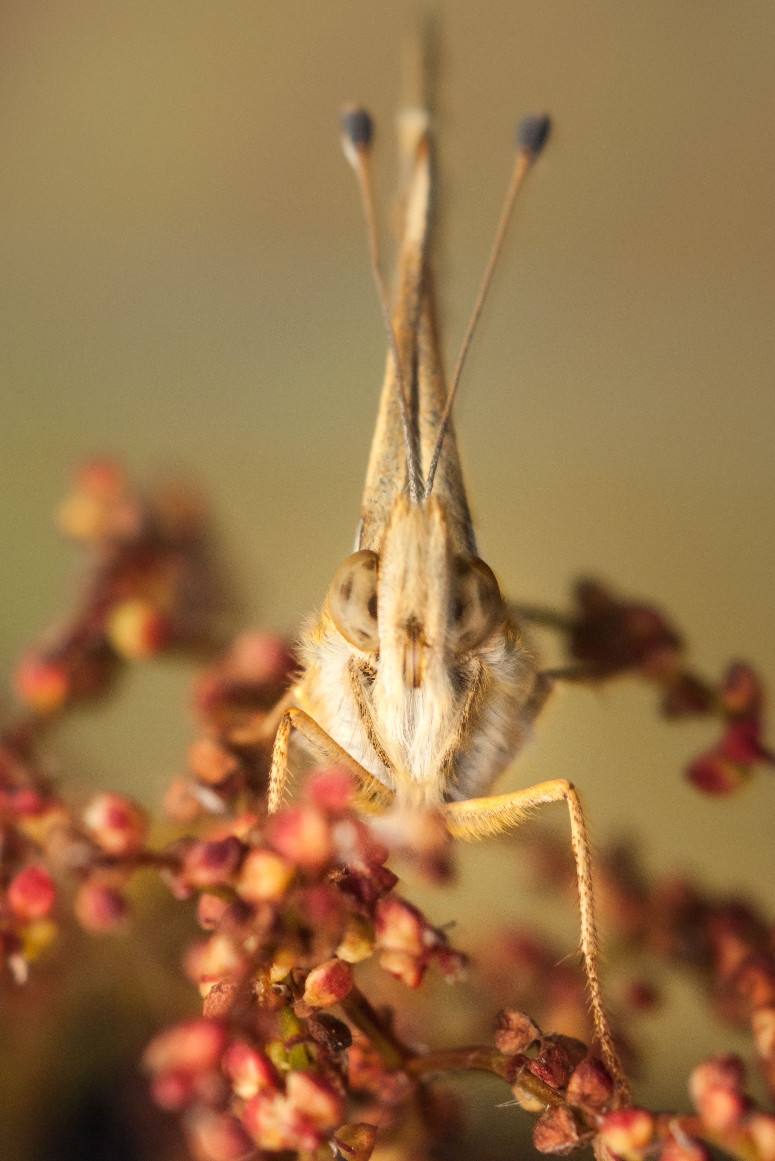 Close-Up Shot of a Butterfly · Free Stock Photo