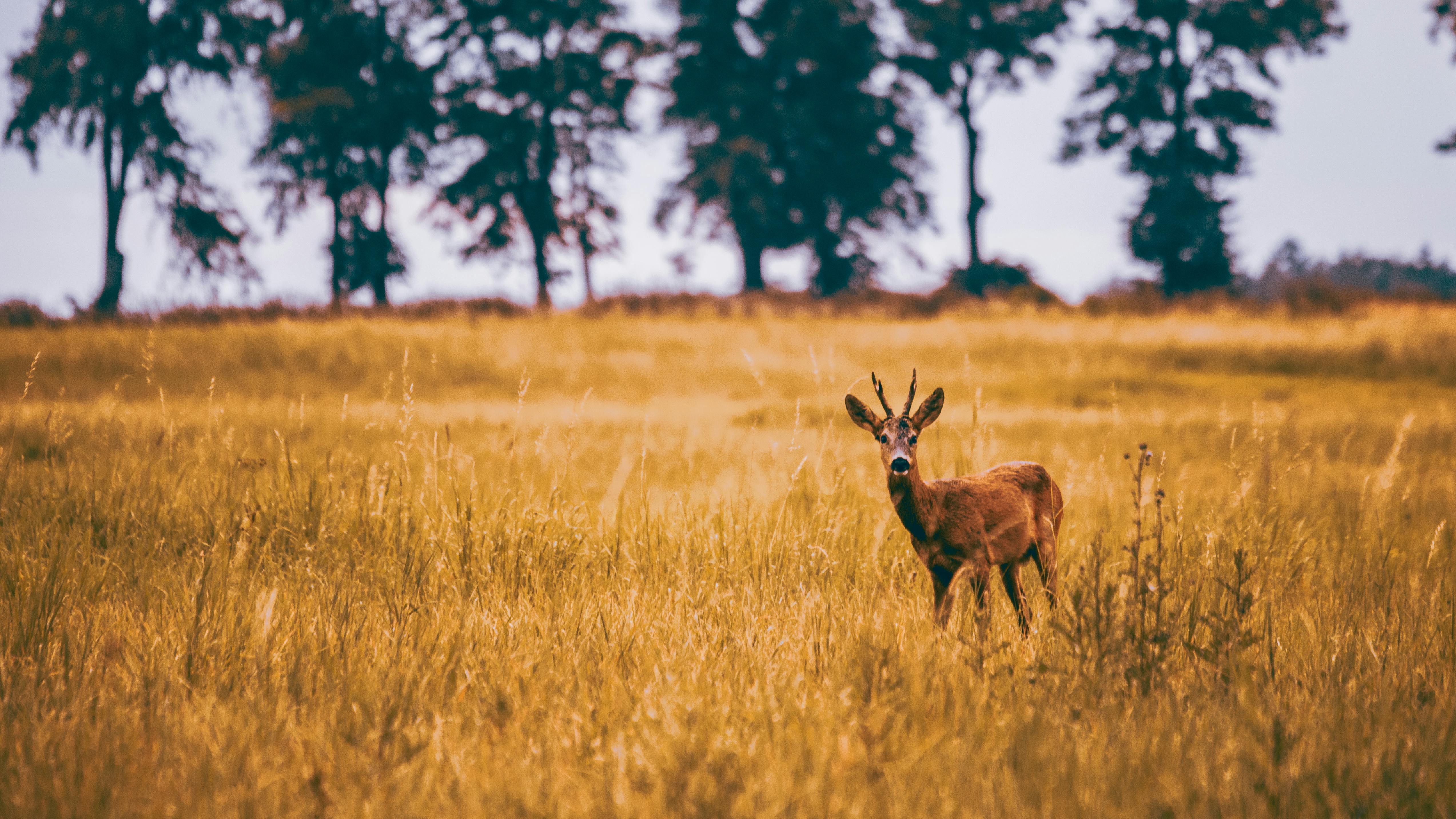 Deer in the Field · Free Stock Photo
