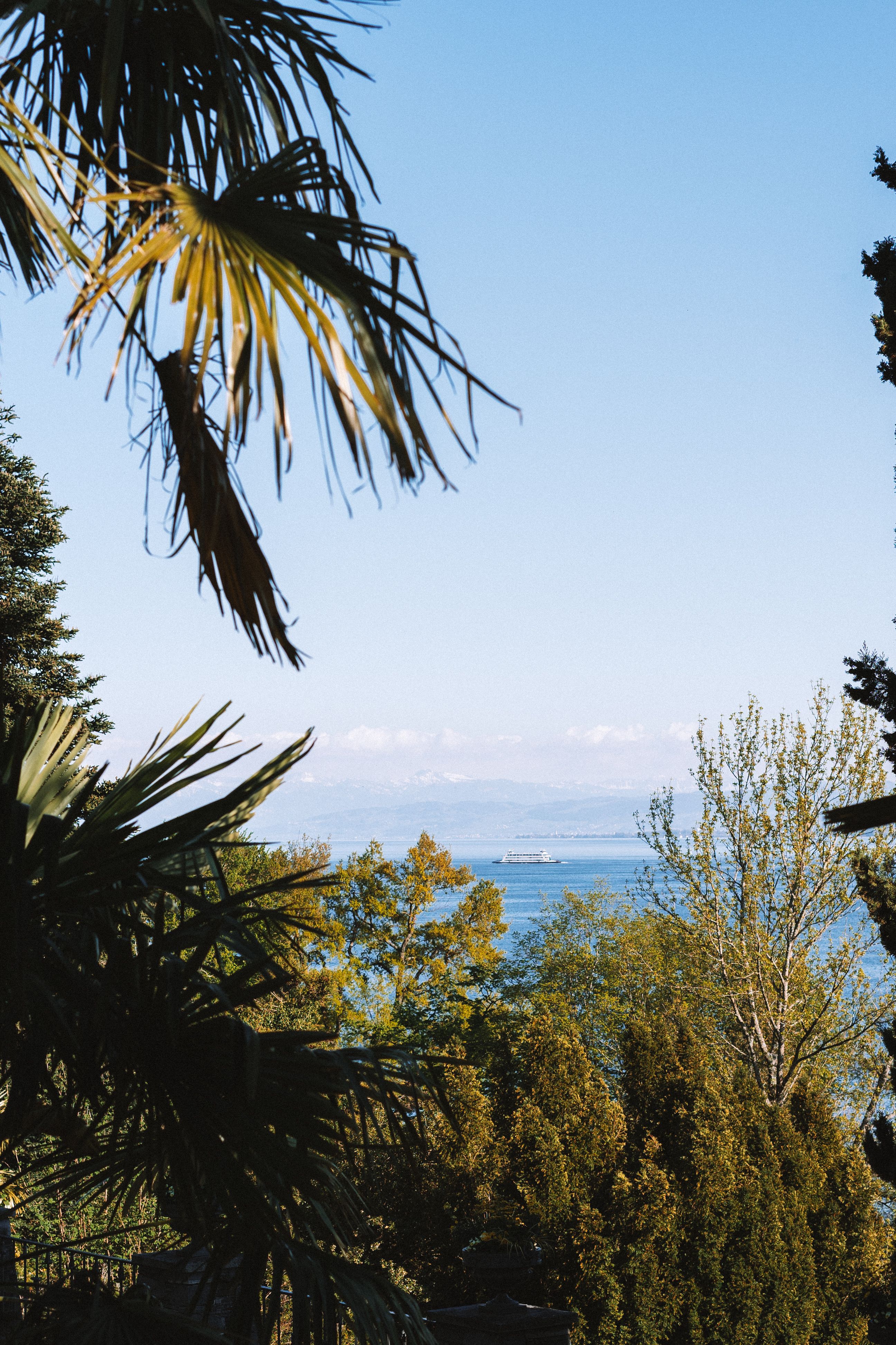 Horizon over Sea and Trees · Free Stock Photo