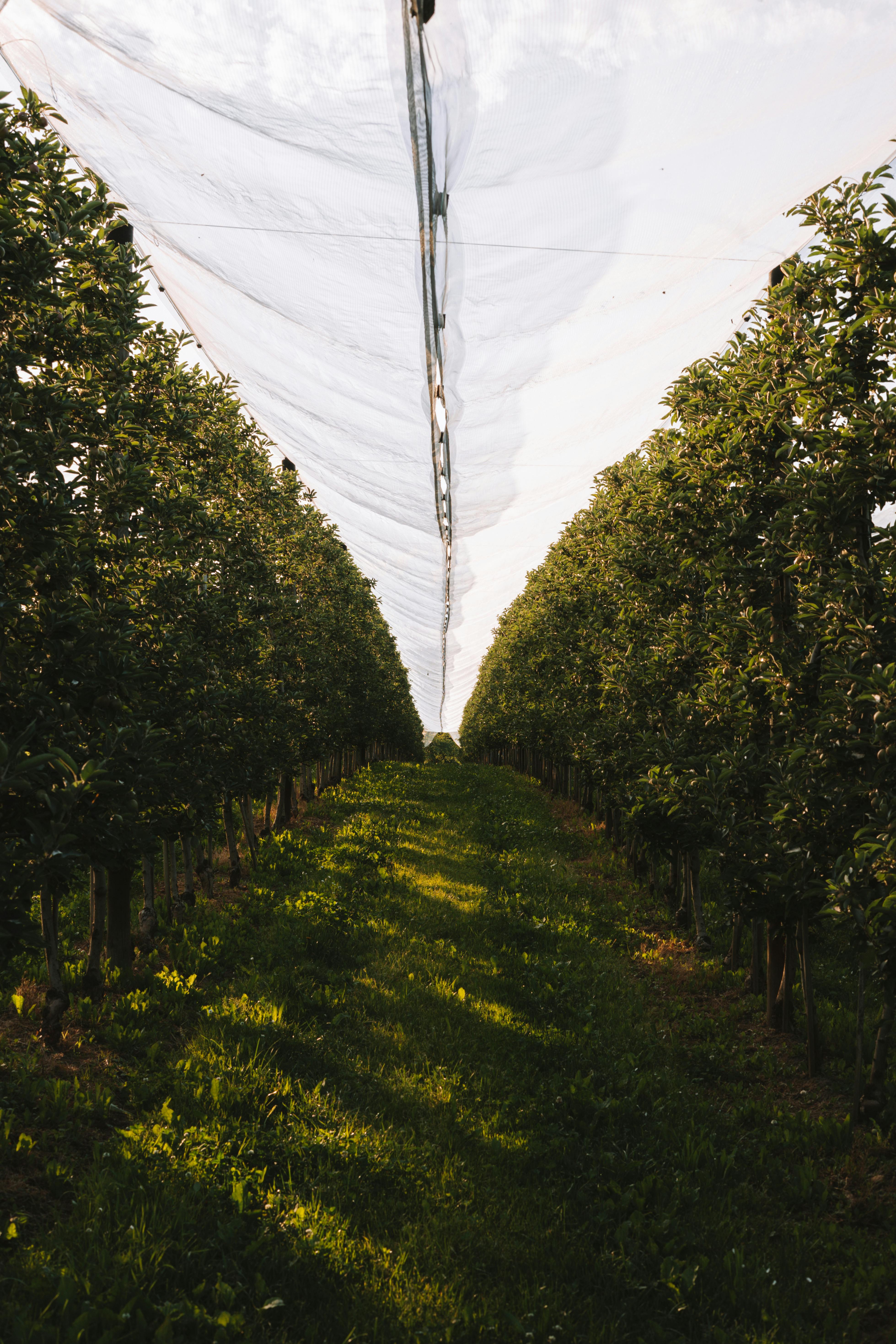 Canopy Cover Trees Photos, Download The BEST Free Canopy Cover Trees ...