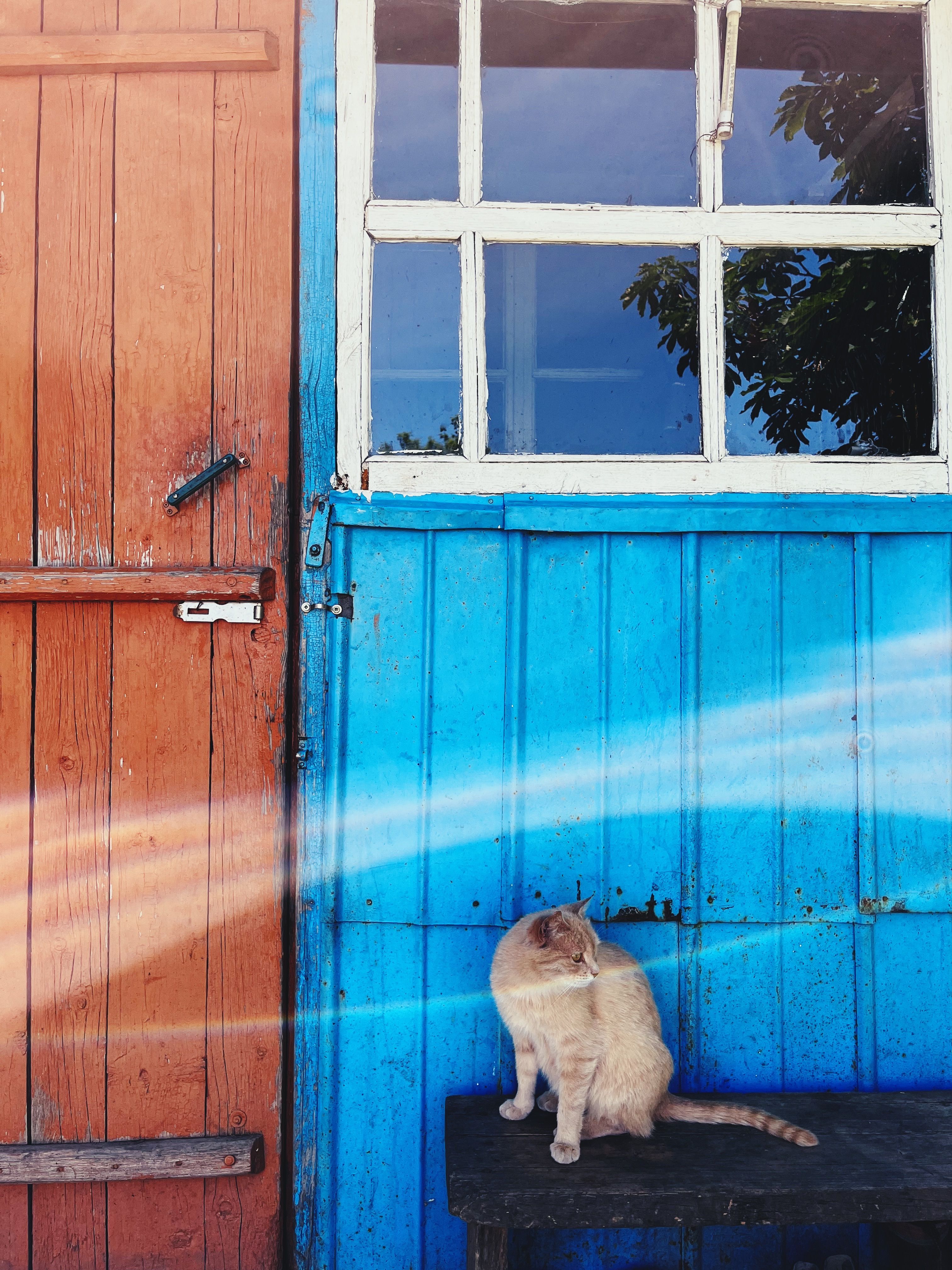 Cat Lying on a Bench · Free Stock Photo