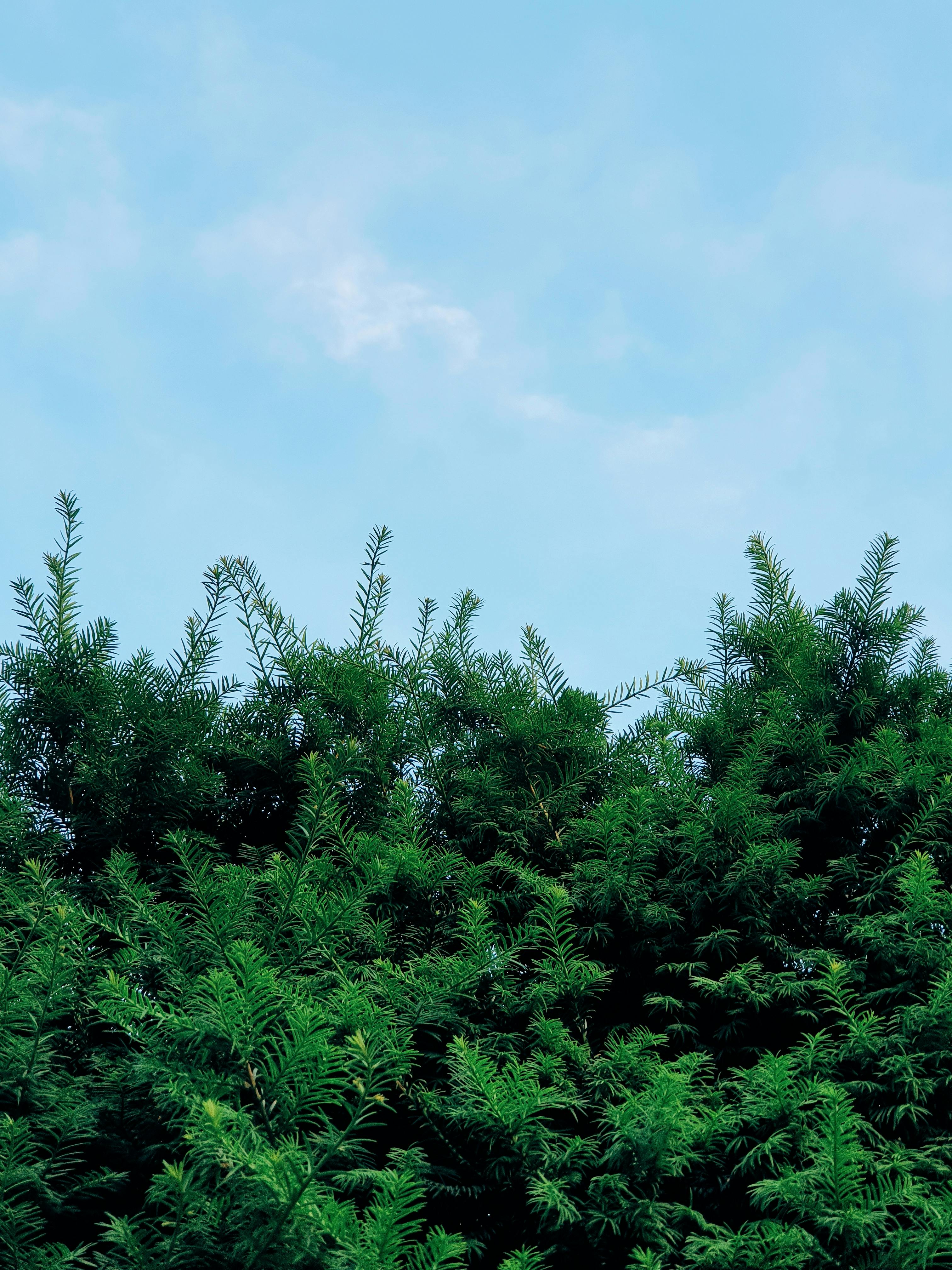 Photo of Tree Crowns · Free Stock Photo