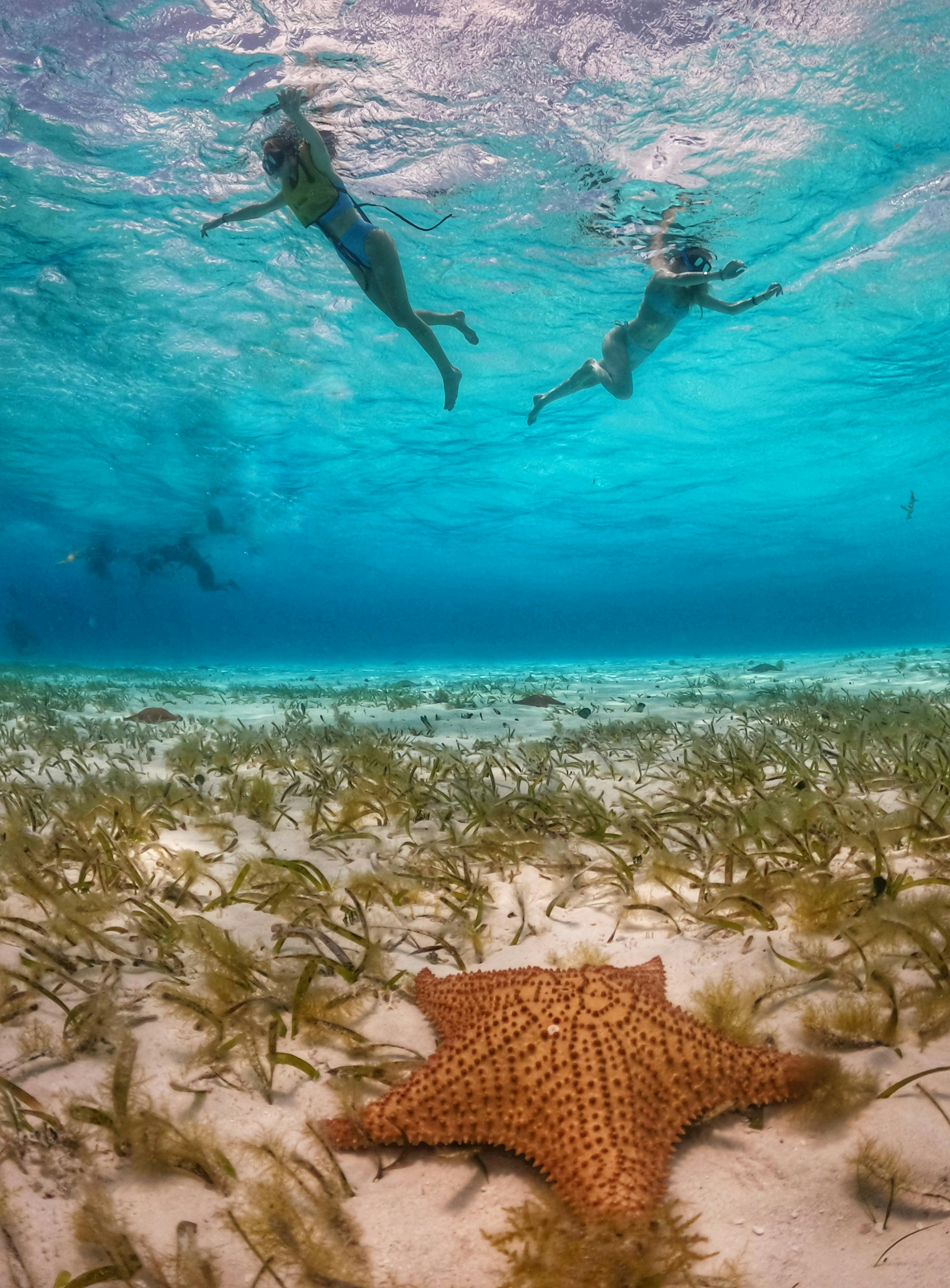 Photo of Women Divers, a Starfish and the Sea Life · Free Stock Photo