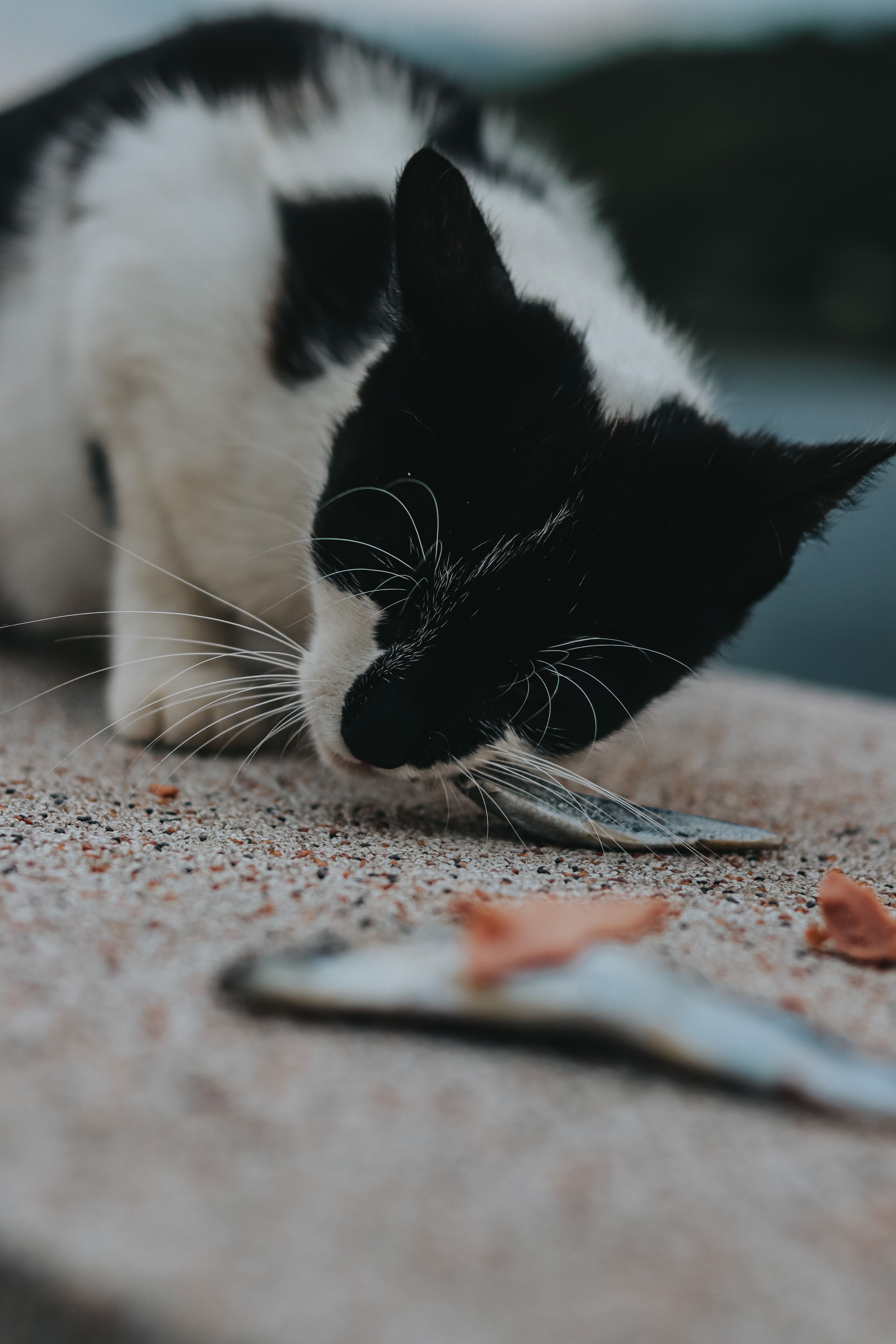 135.398+ Fotos y Imágenes de Gato comiendo Gratis · Banco de Fotos Gratis
