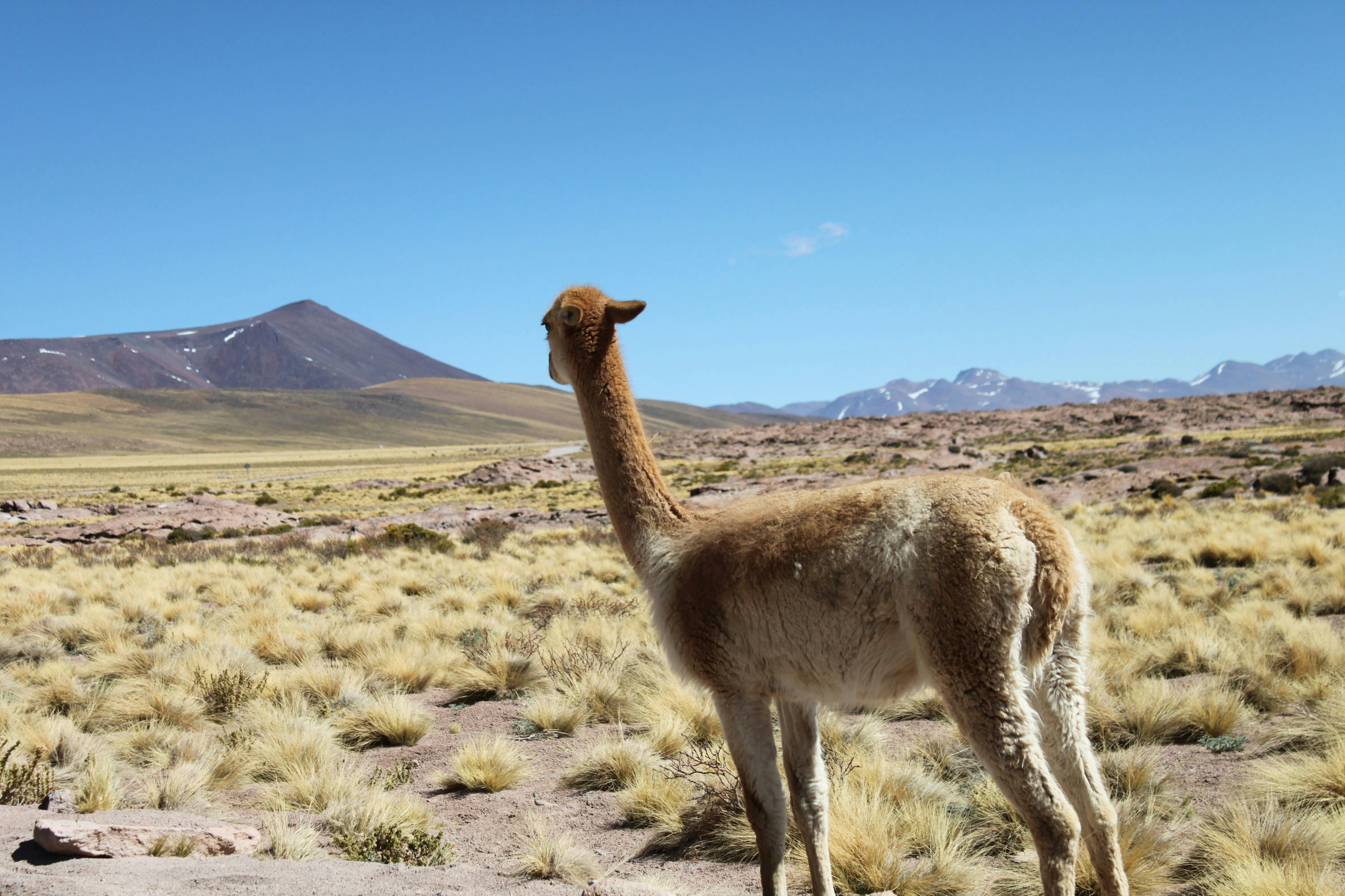 Alpaca Landscape Photos, Download The BEST Free Alpaca Landscape Stock ...
