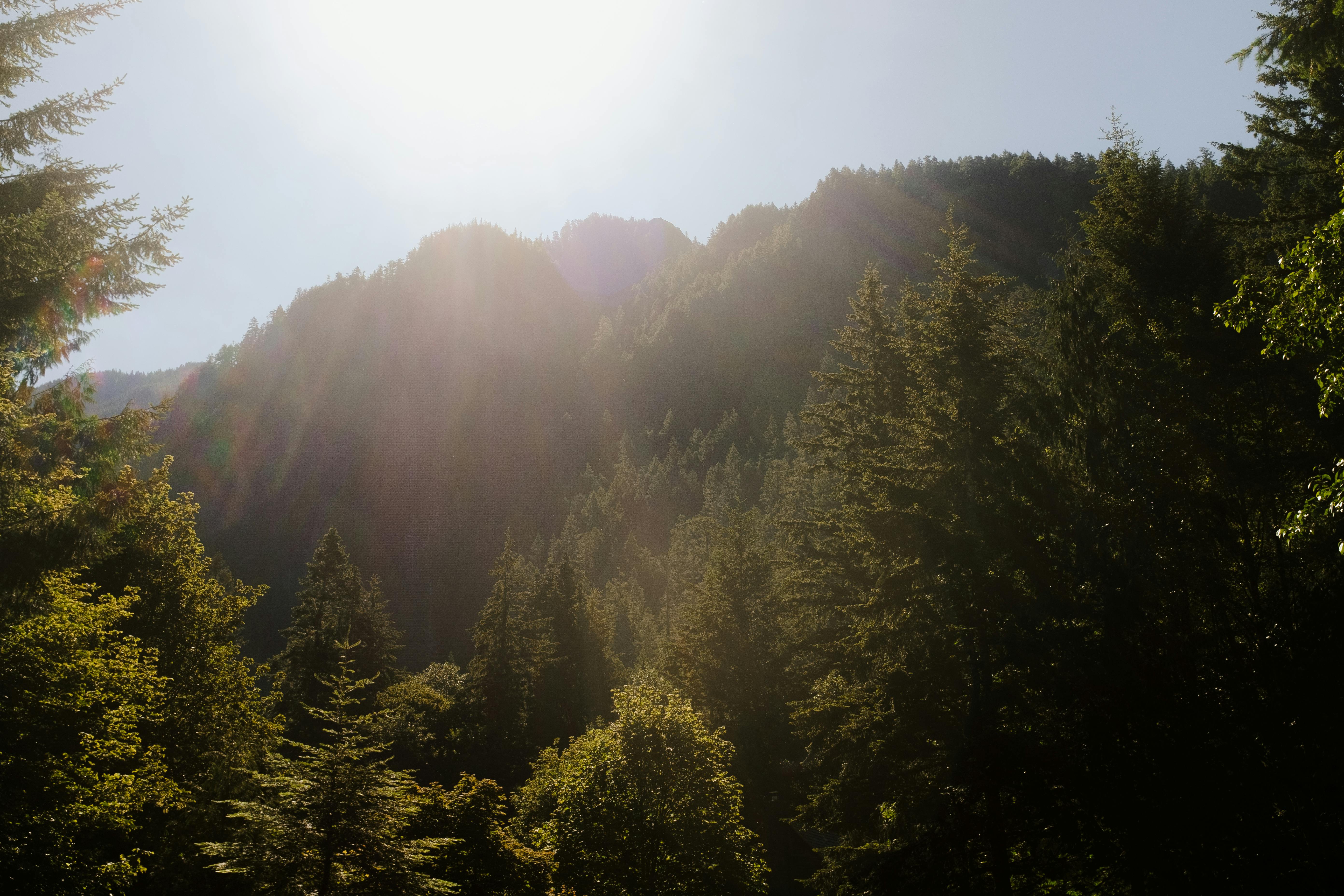 Green Trees on Mountain · Free Stock Photo