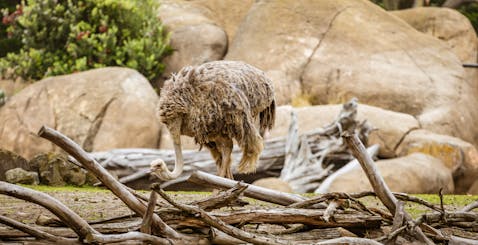 What Area Code Is 709? [Comprehensive Answer] - CGAA.org