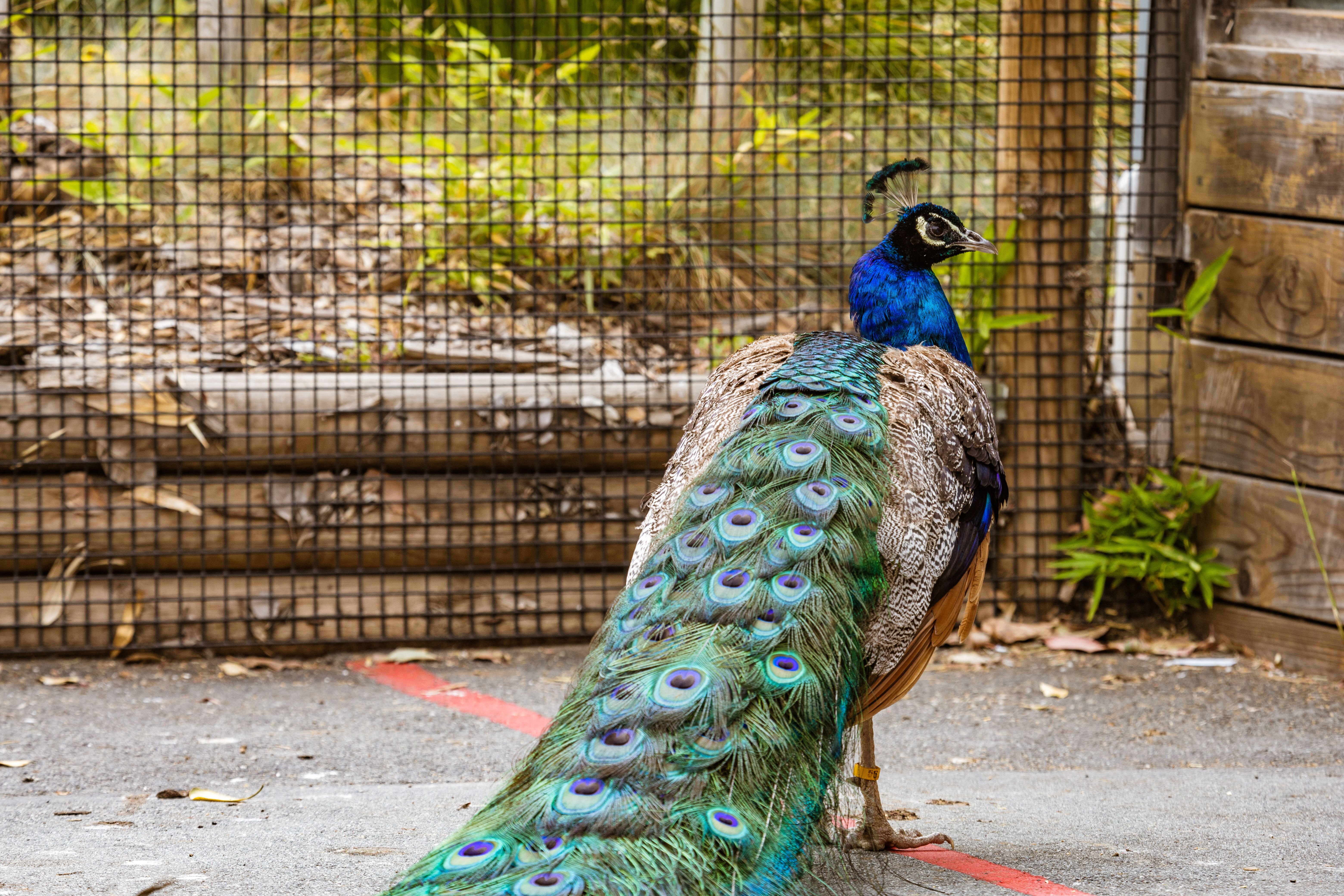 Close up of Peacock · Free Stock Photo