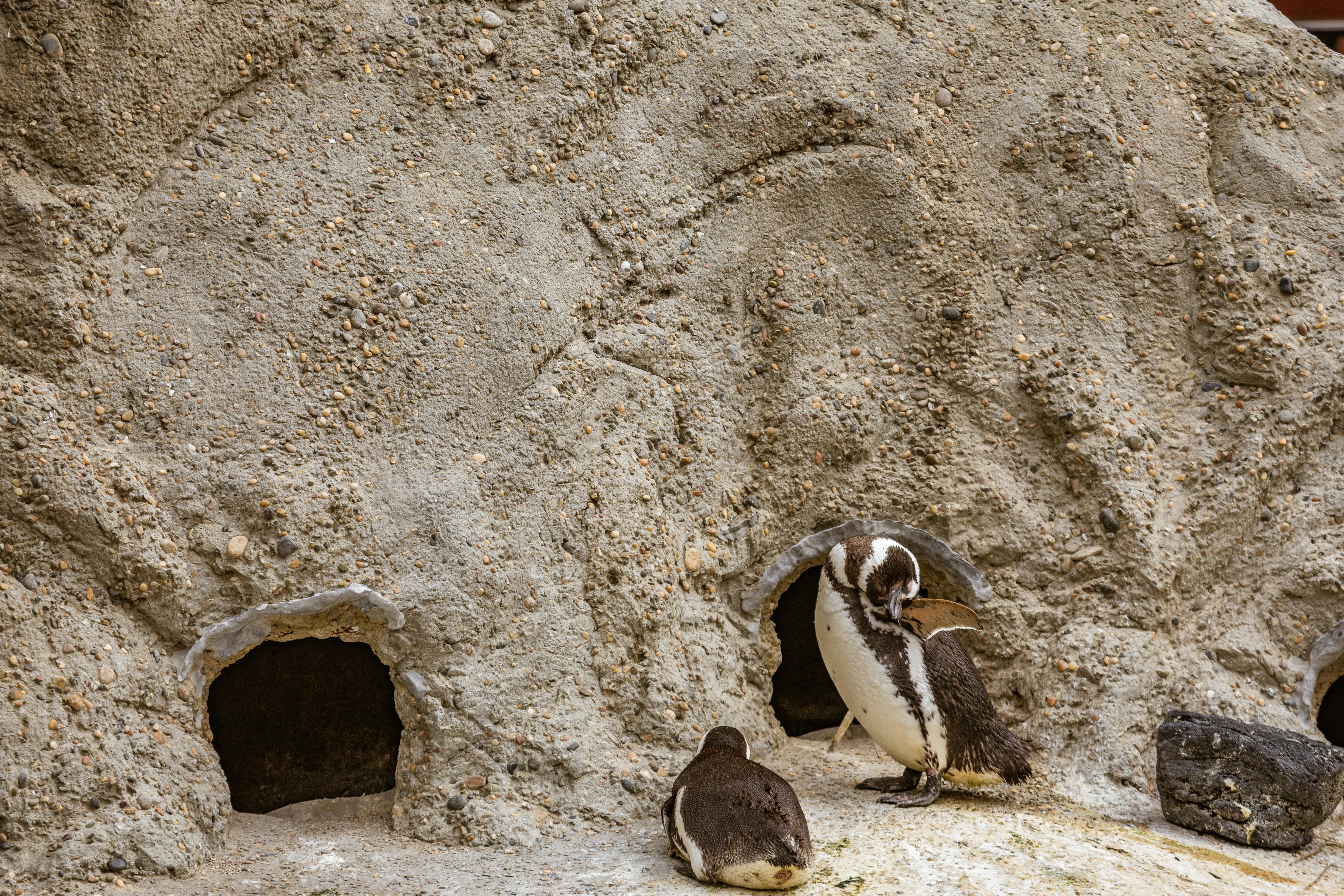 Penguins Walking near Caves · Free Stock Photo