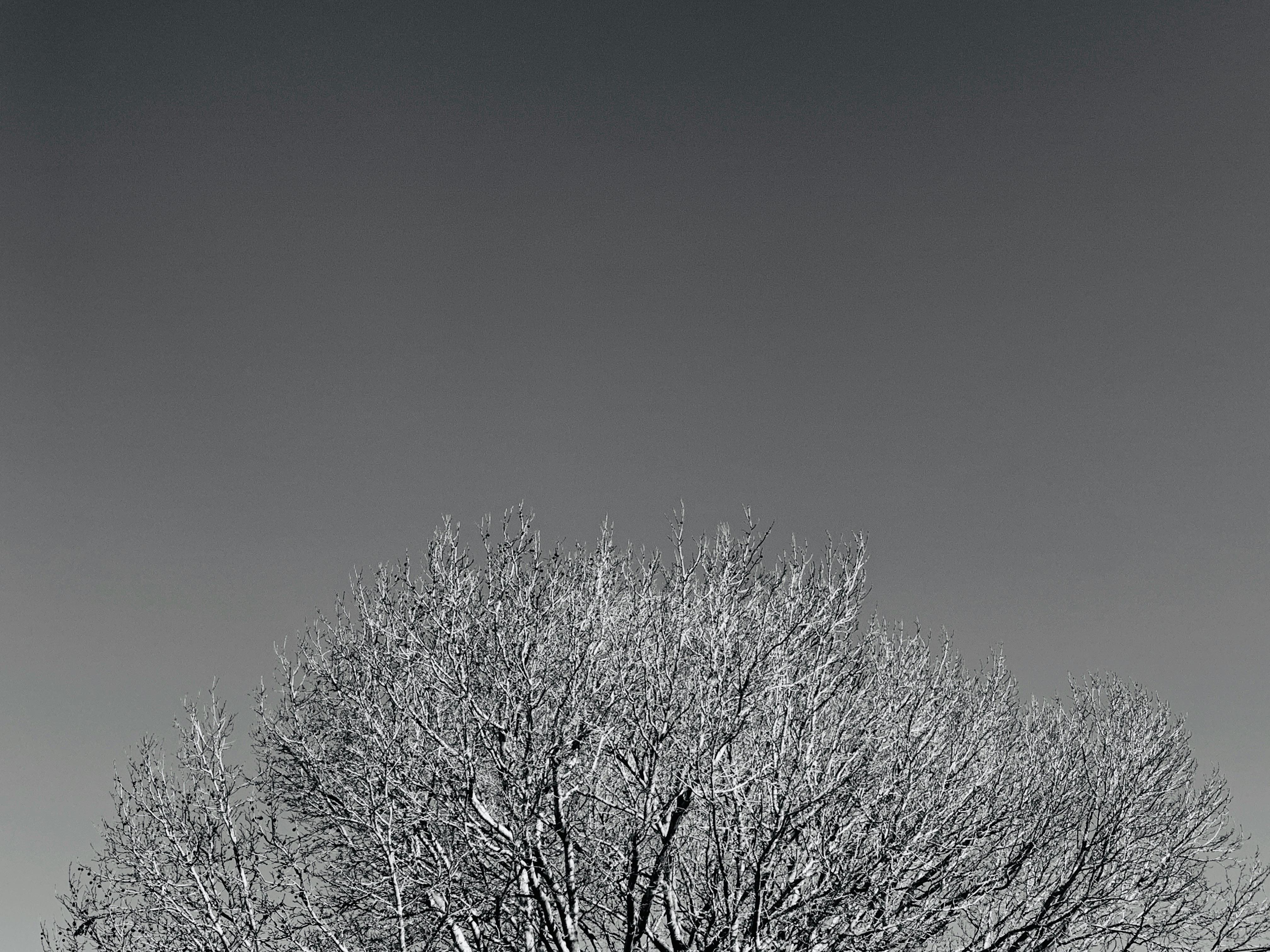 Monochromatic Nature Photos, Download The BEST Free Monochromatic ...