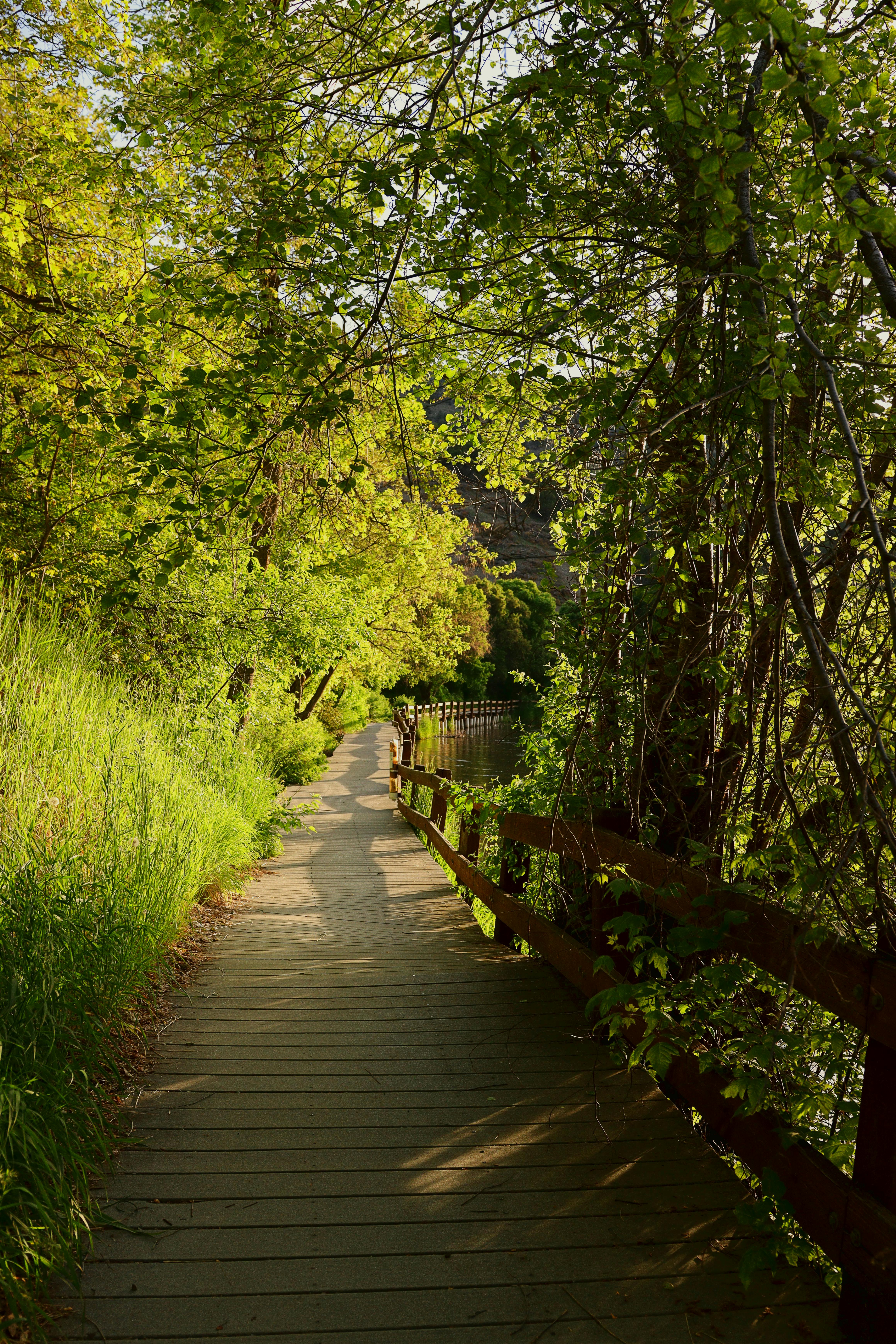 Photo of a Promenade between the Forest and the Water · Free Stock Photo
