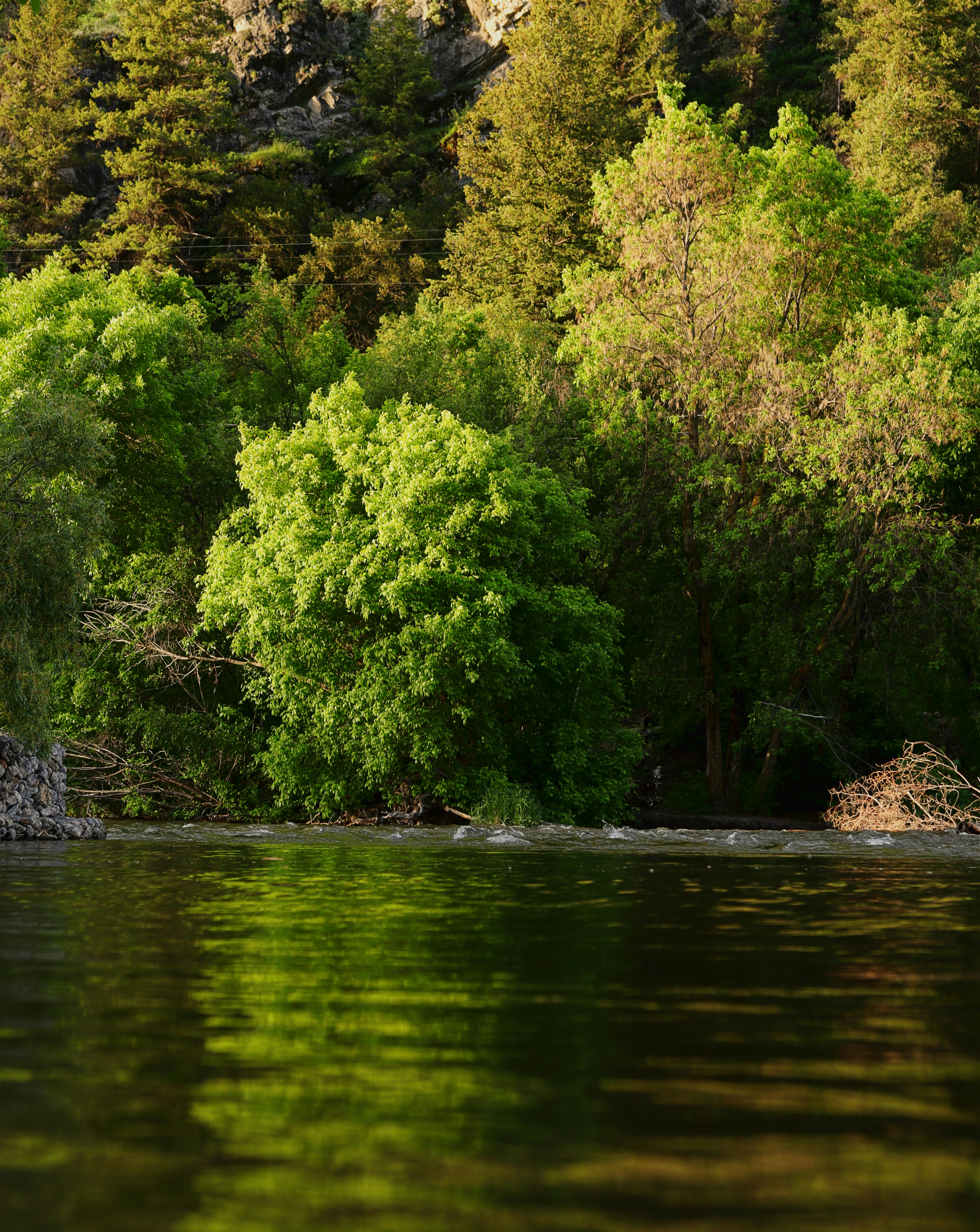 Green Trees near River · Free Stock Photo