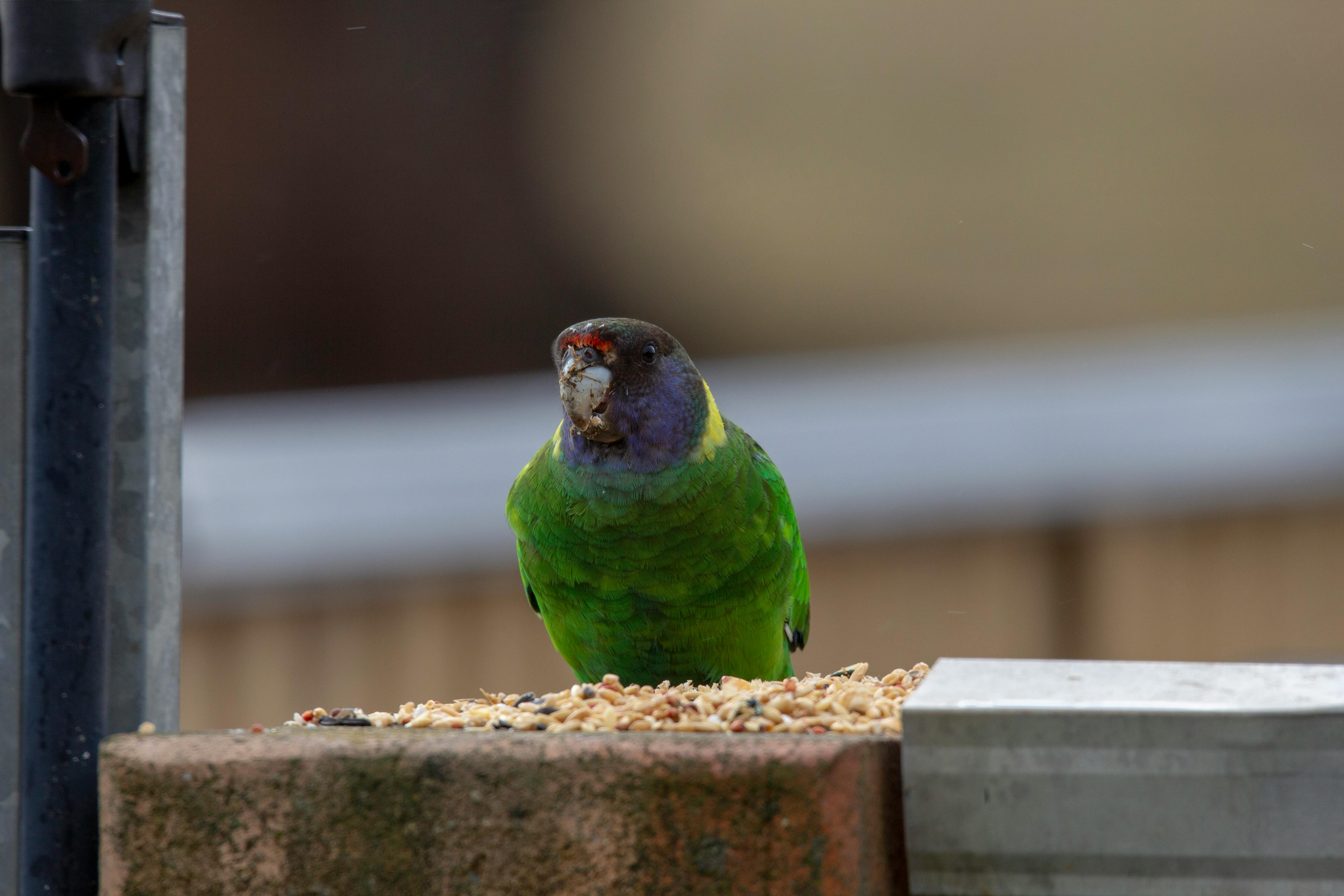 Indian Ringneck Parrot Photos, Download The BEST Free Indian Ringneck ...