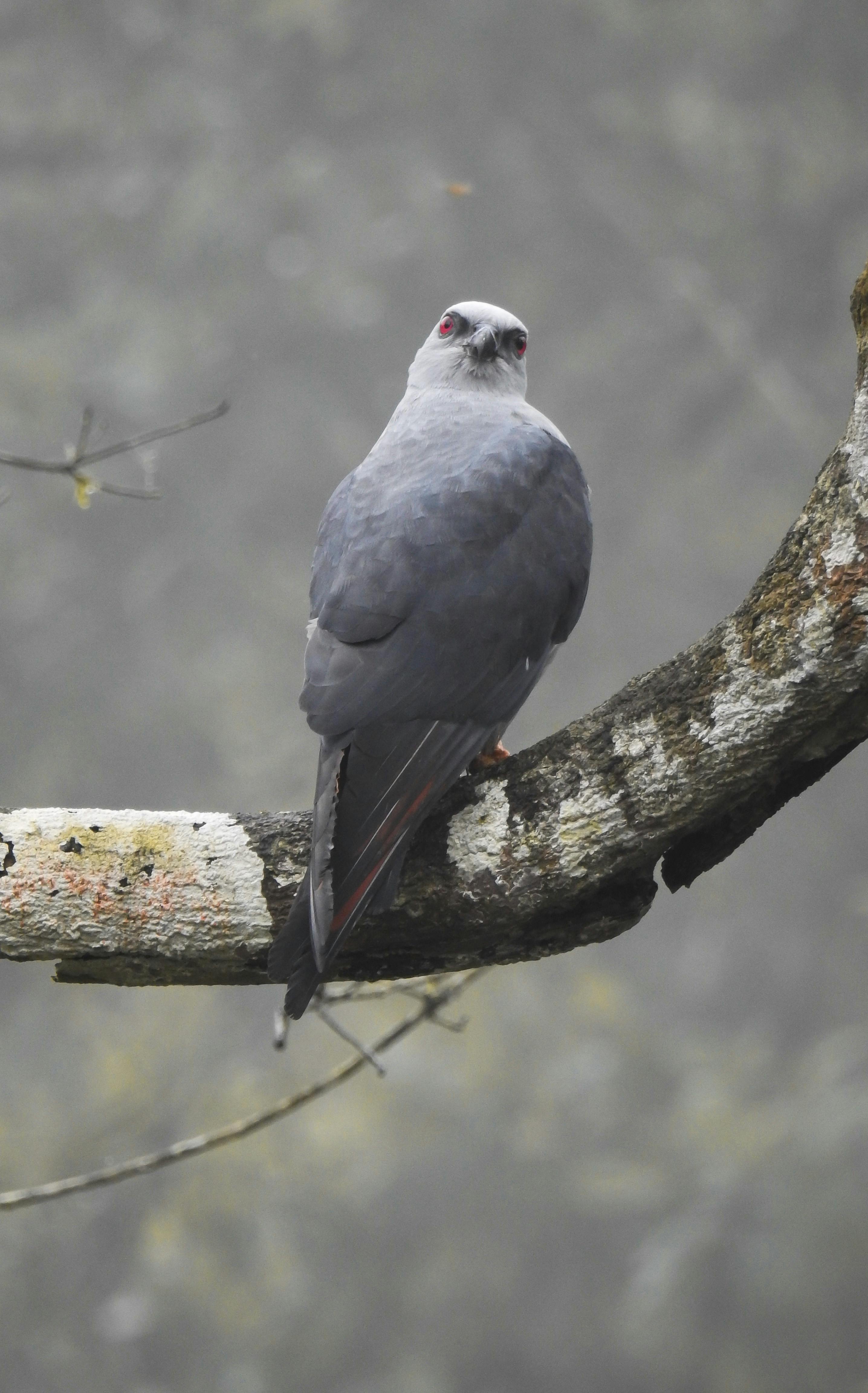 Macaw Bird on Brown Tree Branch · Free Stock Photo