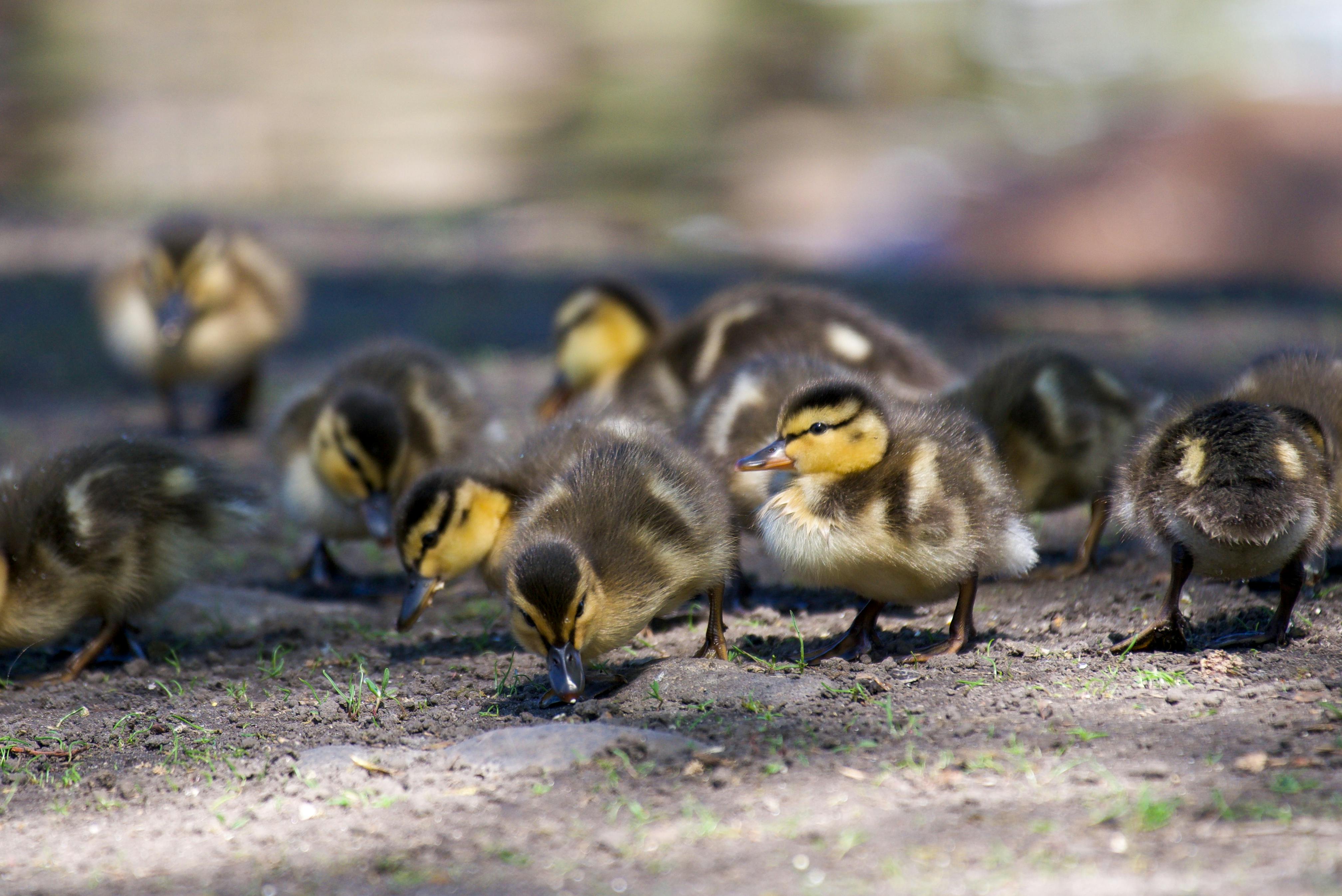 Ducklings on the Ground · Free Stock Photo