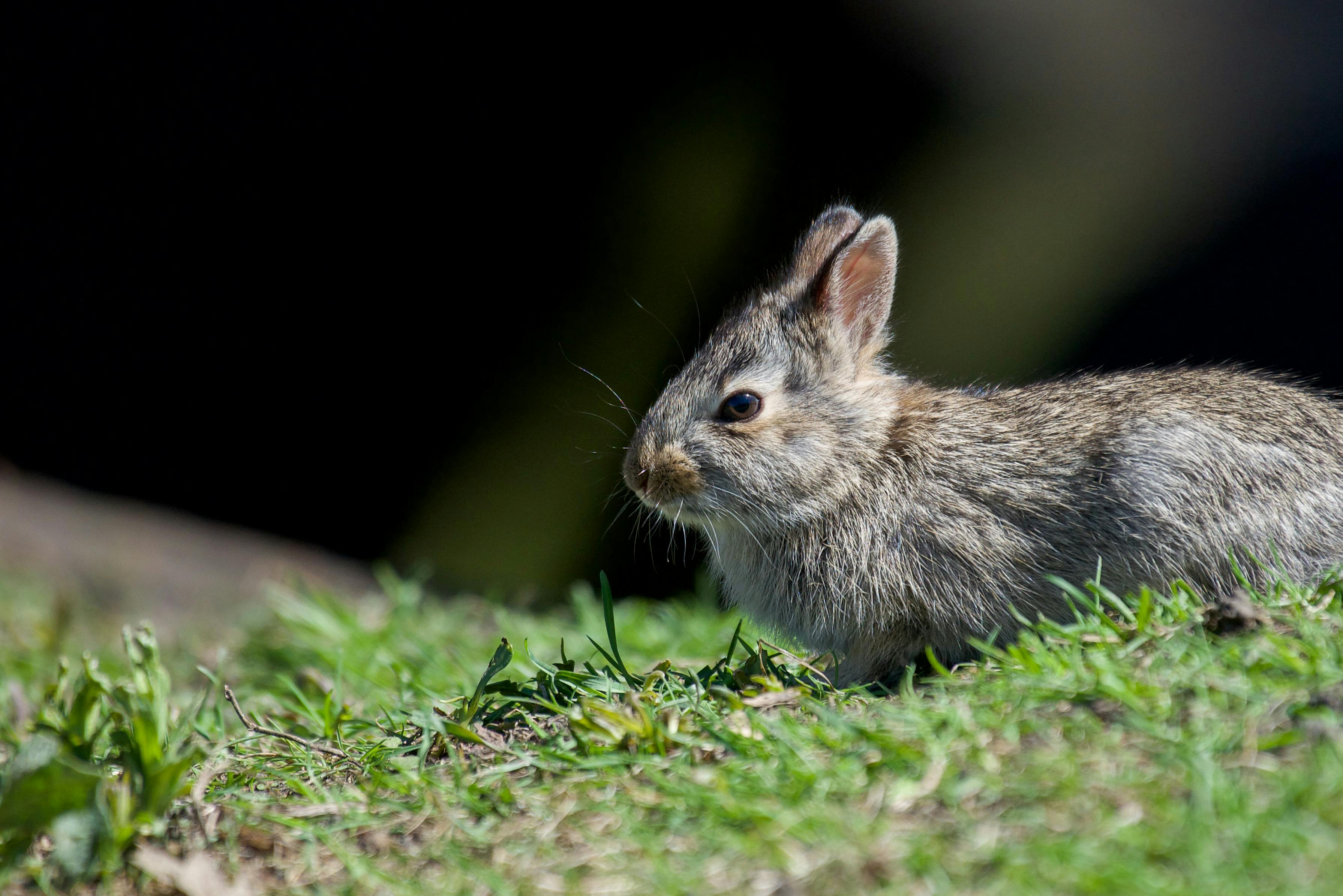 White and Gray Rabbit on Yellow Background · Free Stock Photo