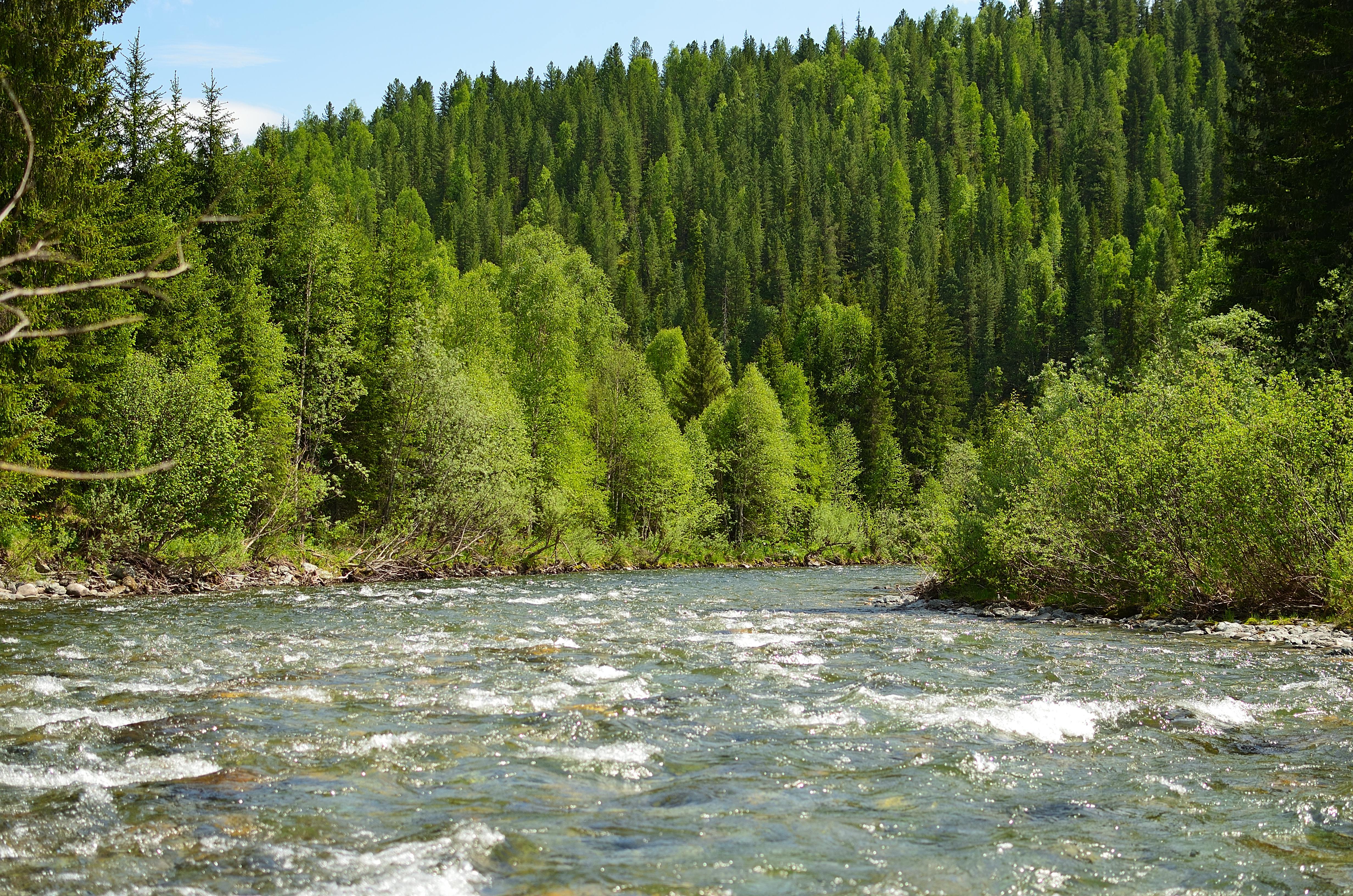 Green Trees near River · Free Stock Photo