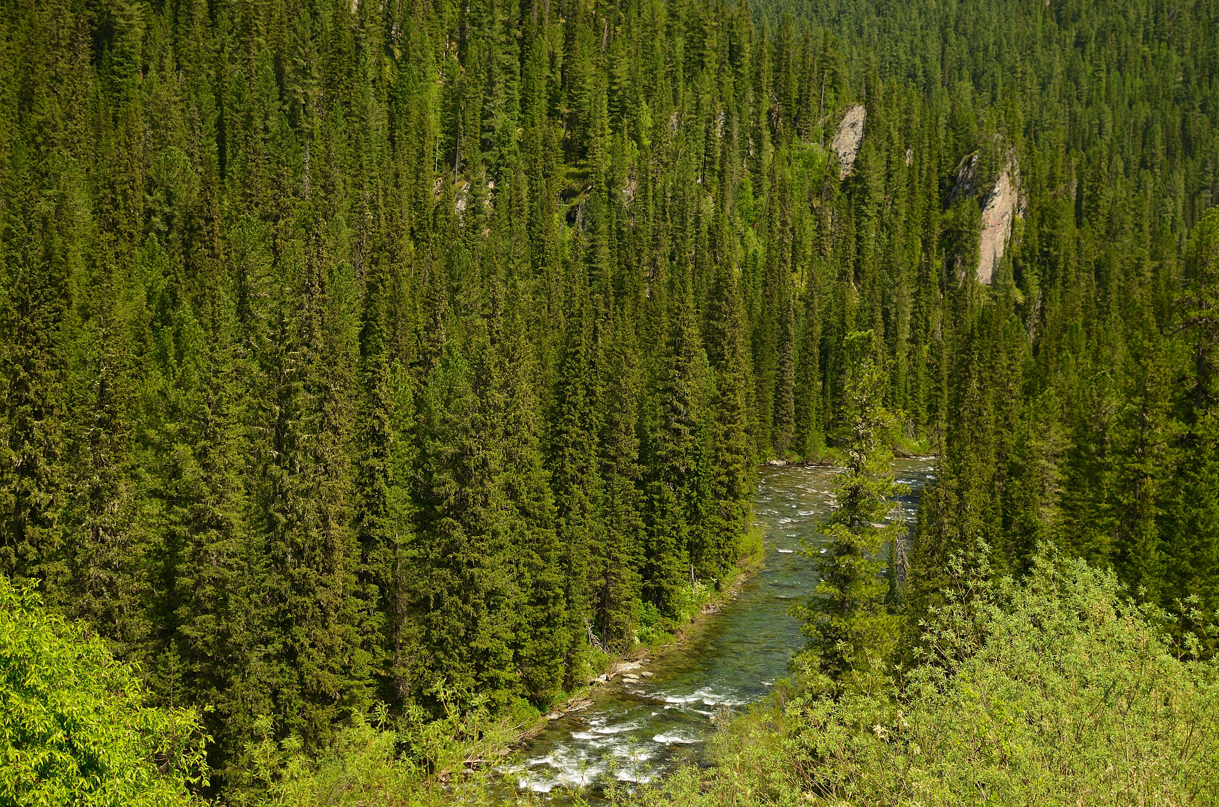 Green Pine Trees on River Bank · Free Stock Photo