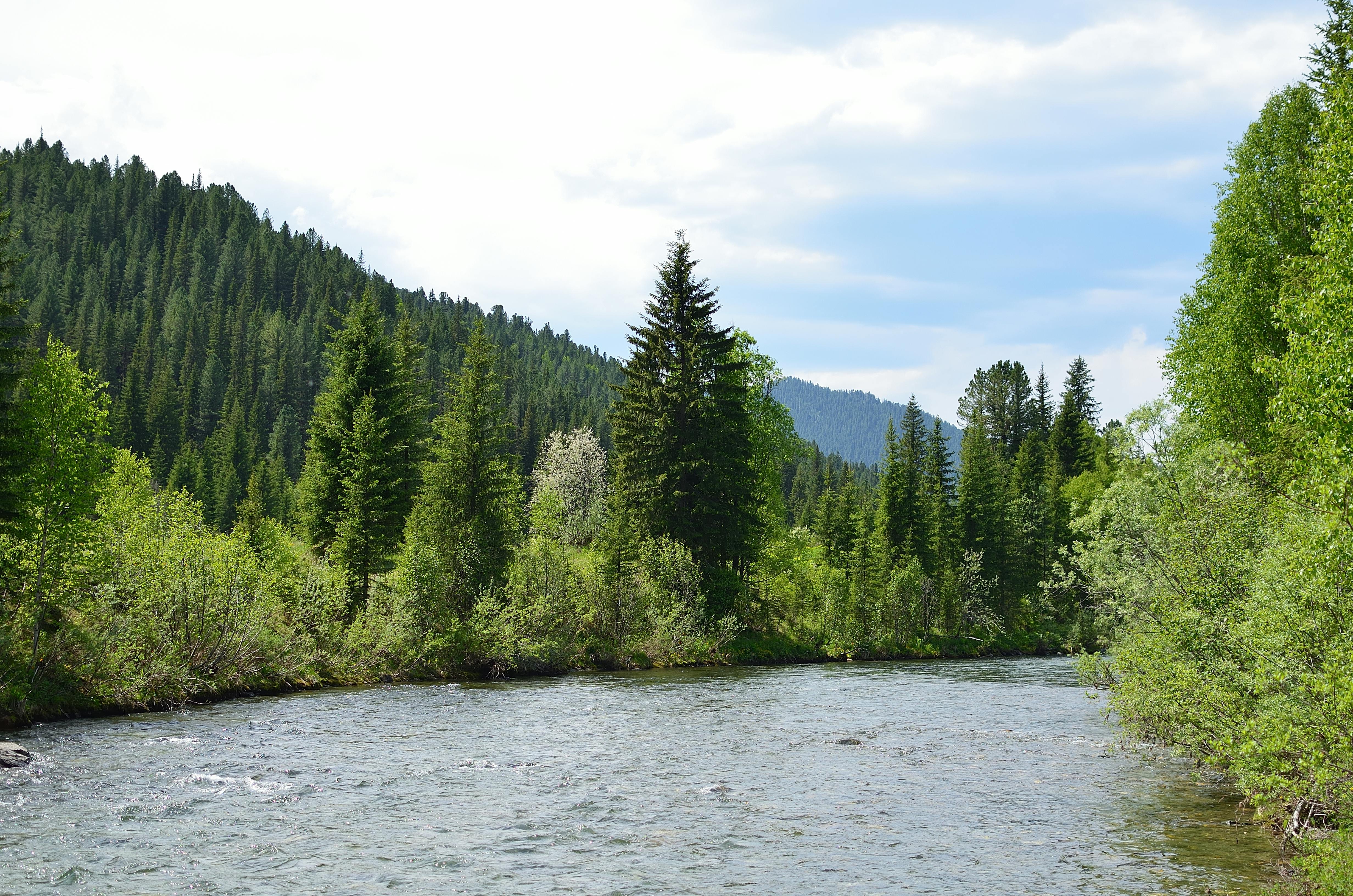 Photo of River near Trees · Free Stock Photo