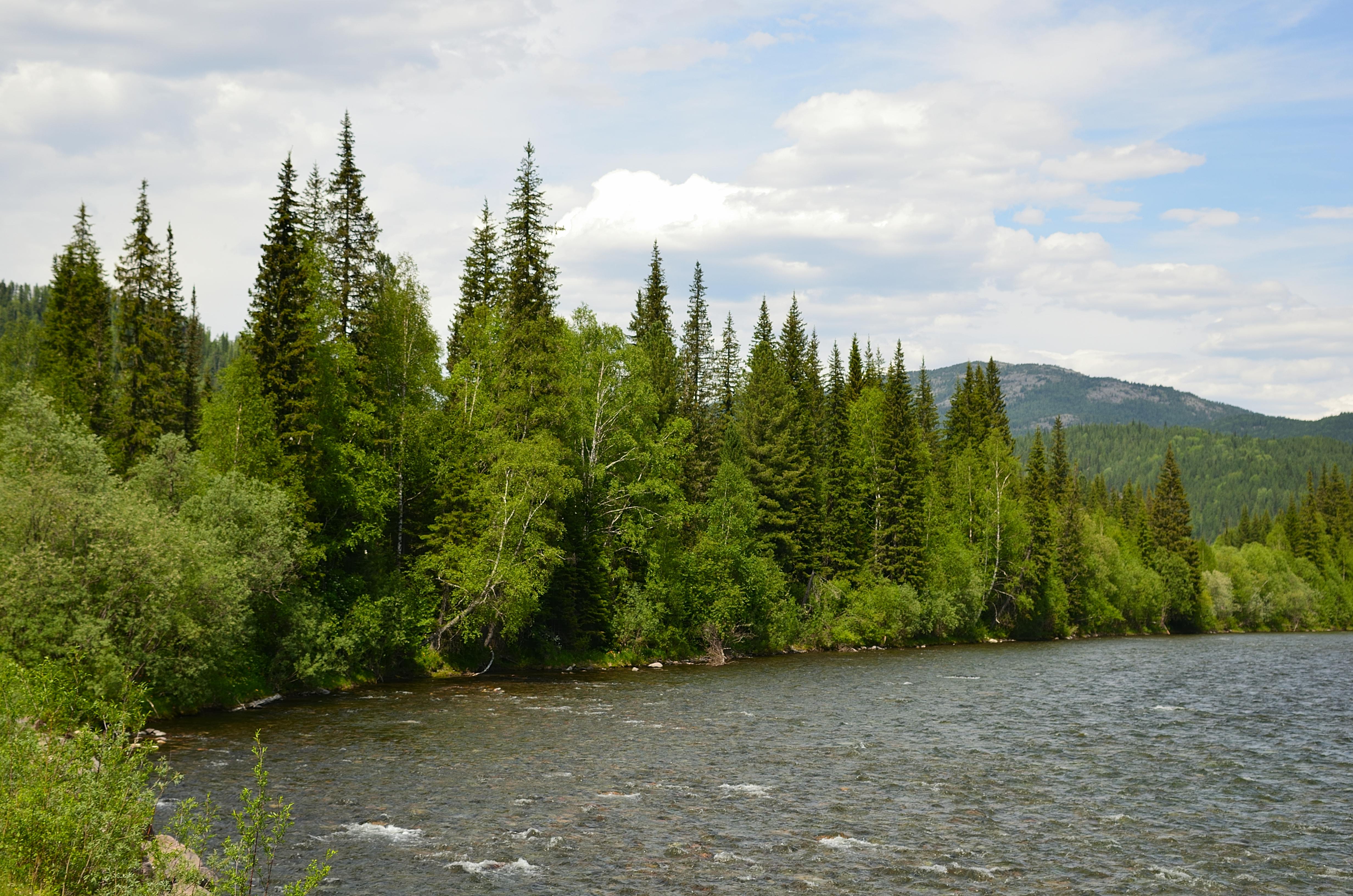 River in Between Trees · Free Stock Photo