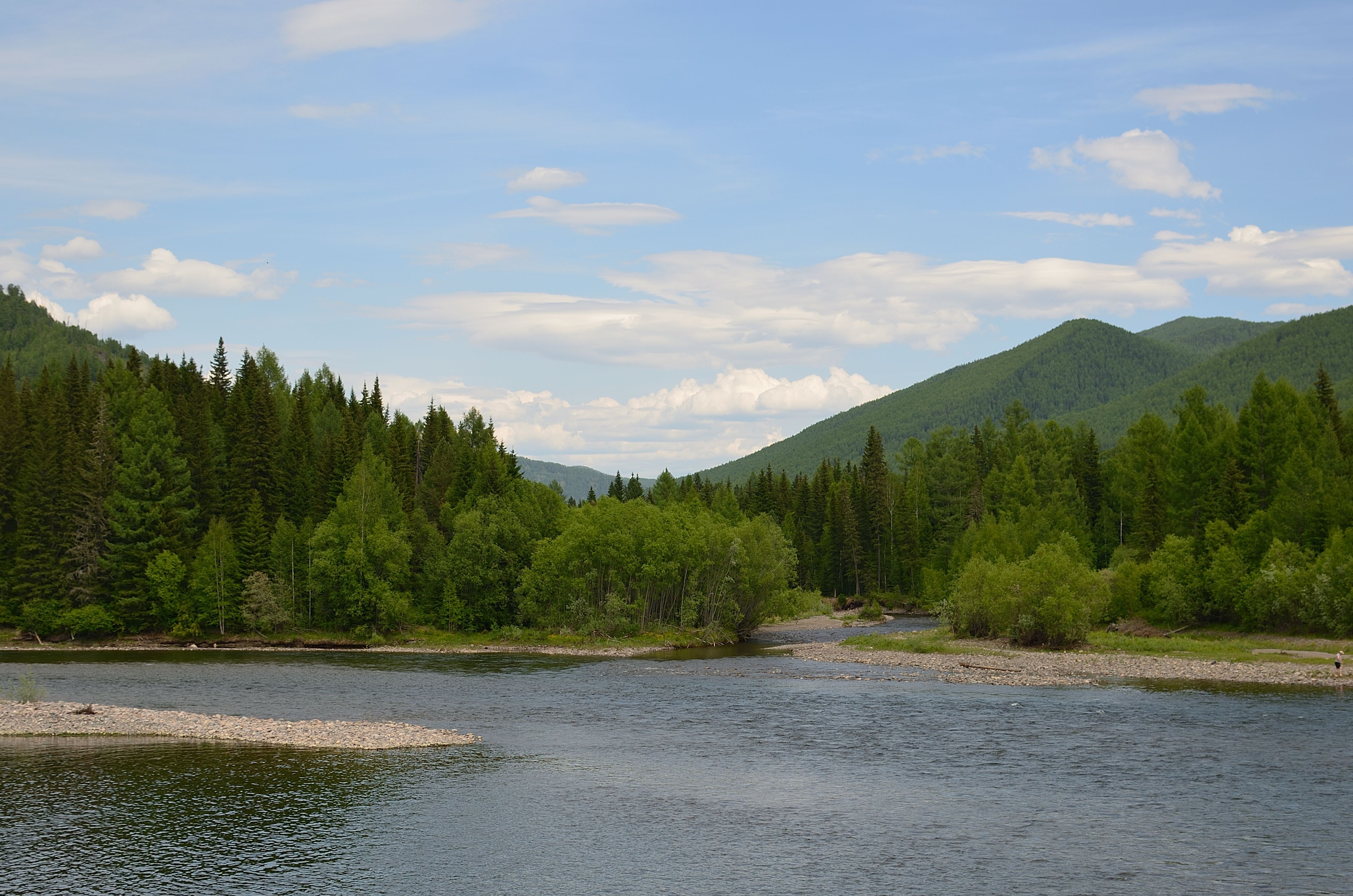 River in Between Trees · Free Stock Photo