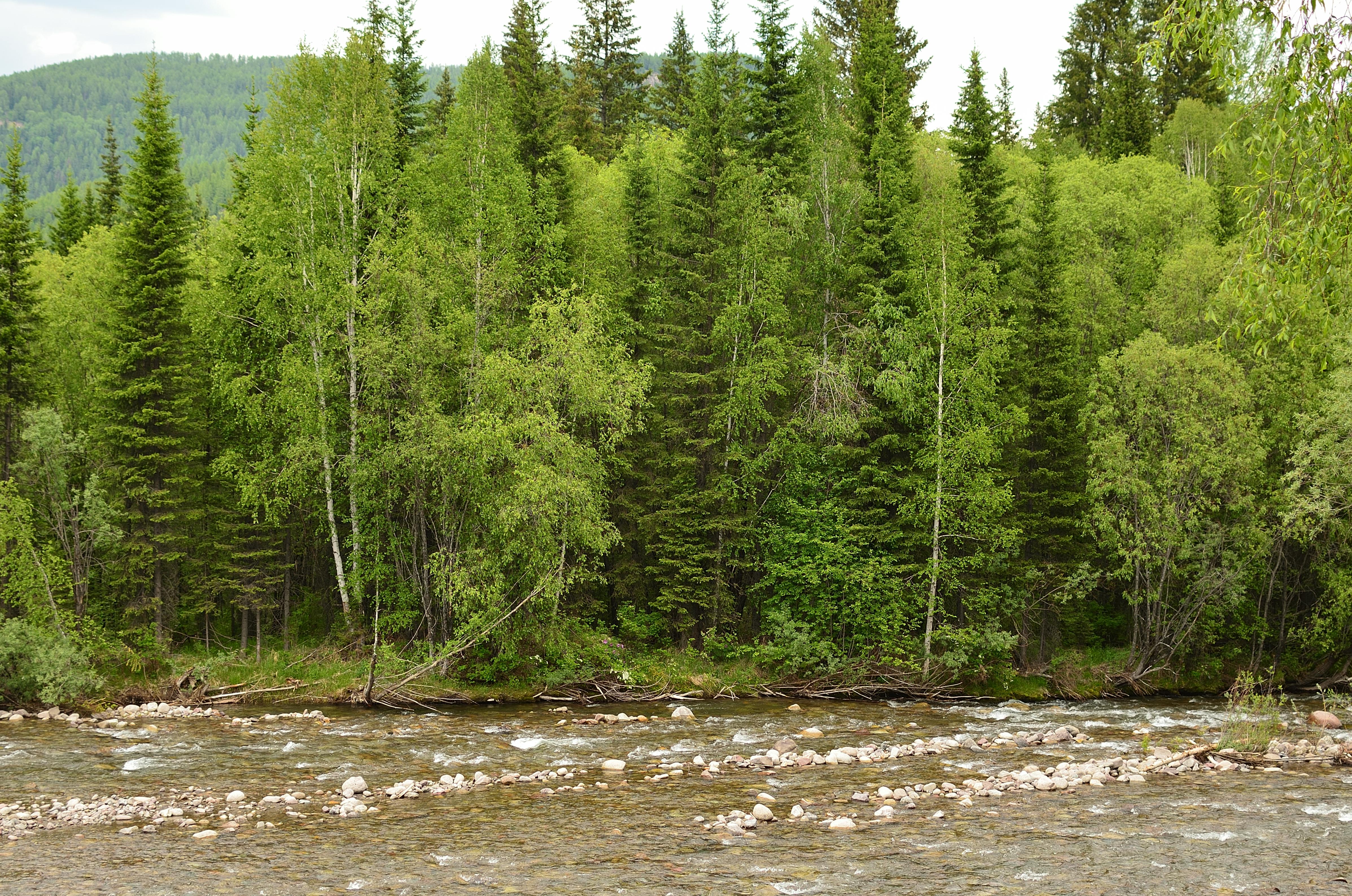 Photo of Trees Beside River · Free Stock Photo