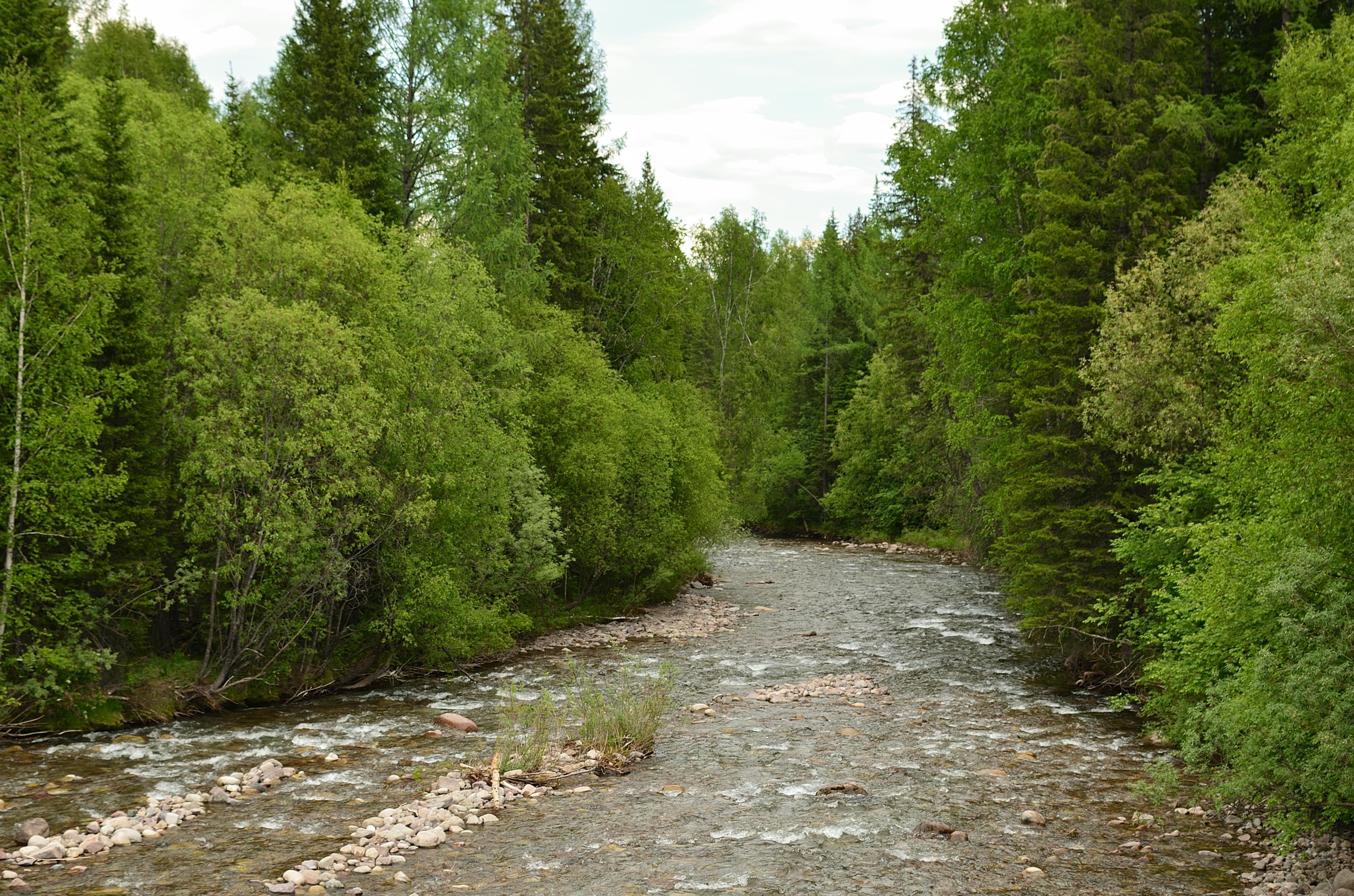 River in Between Trees · Free Stock Photo