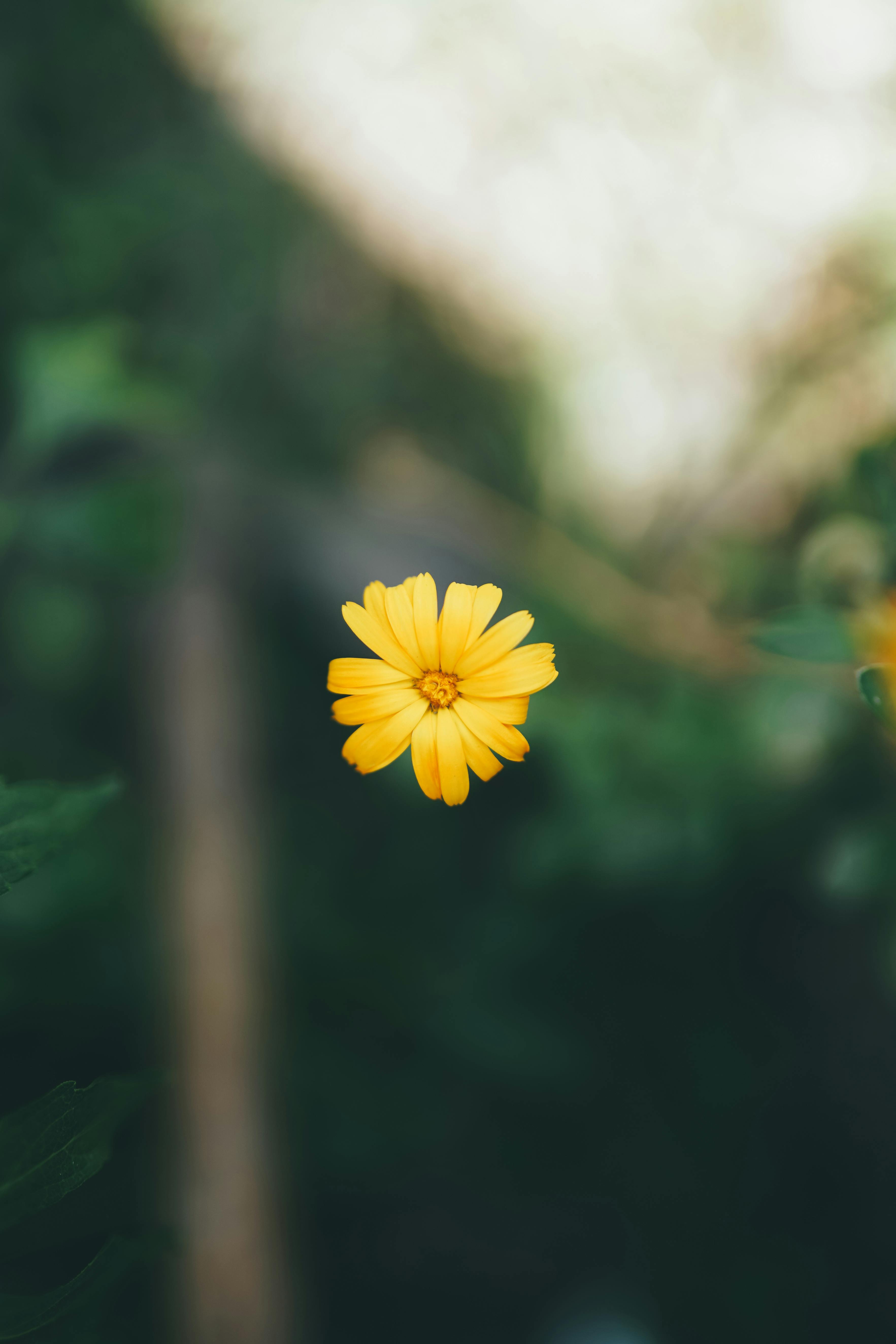 Marigold Background Photos, Download The BEST Free Marigold Background ...