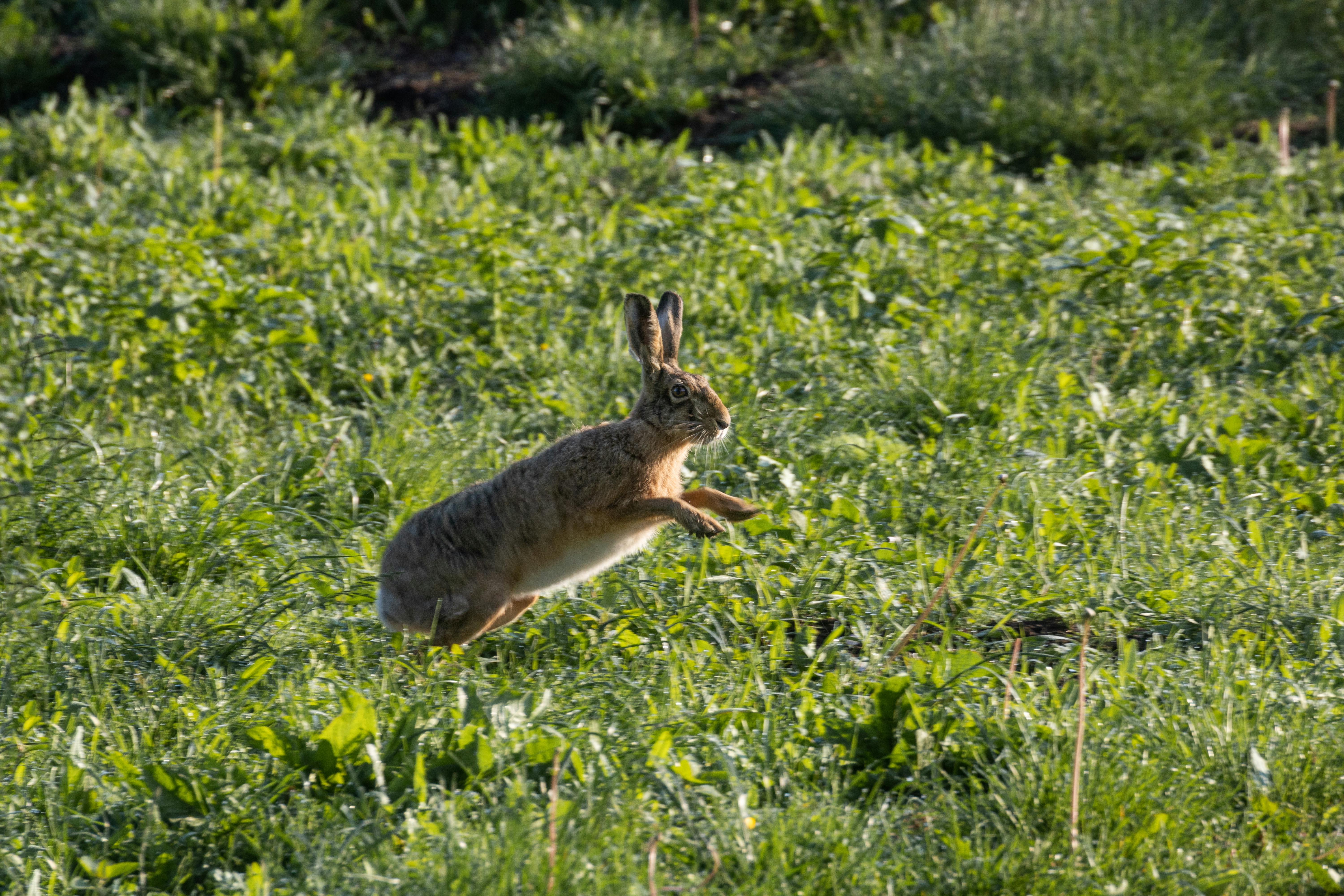Photo of a Rabbit Hopping · Free Stock Photo