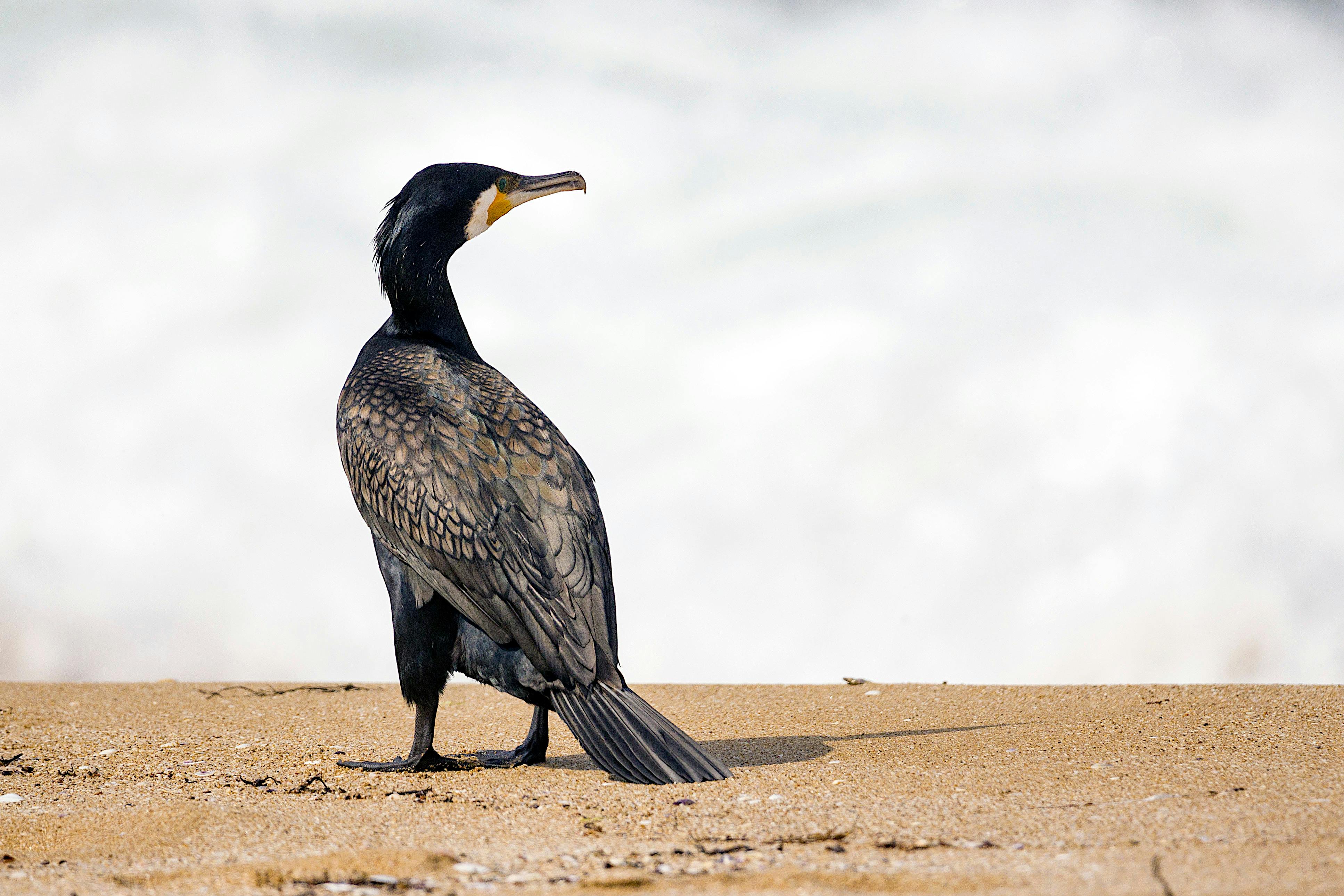Black Bird on a Rock · Free Stock Photo