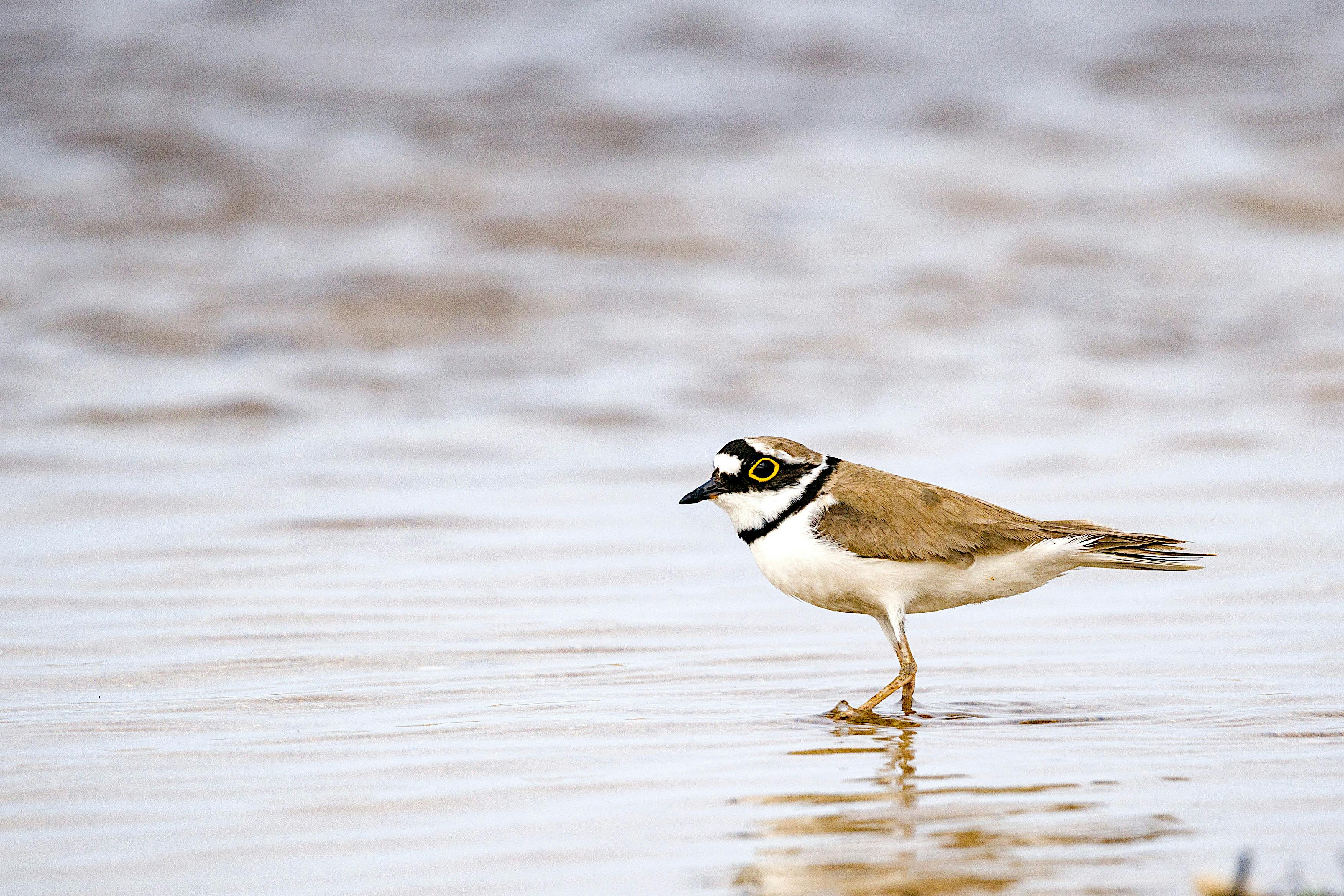 Plover Photos, Download The BEST Free Plover Stock Photos & HD Images