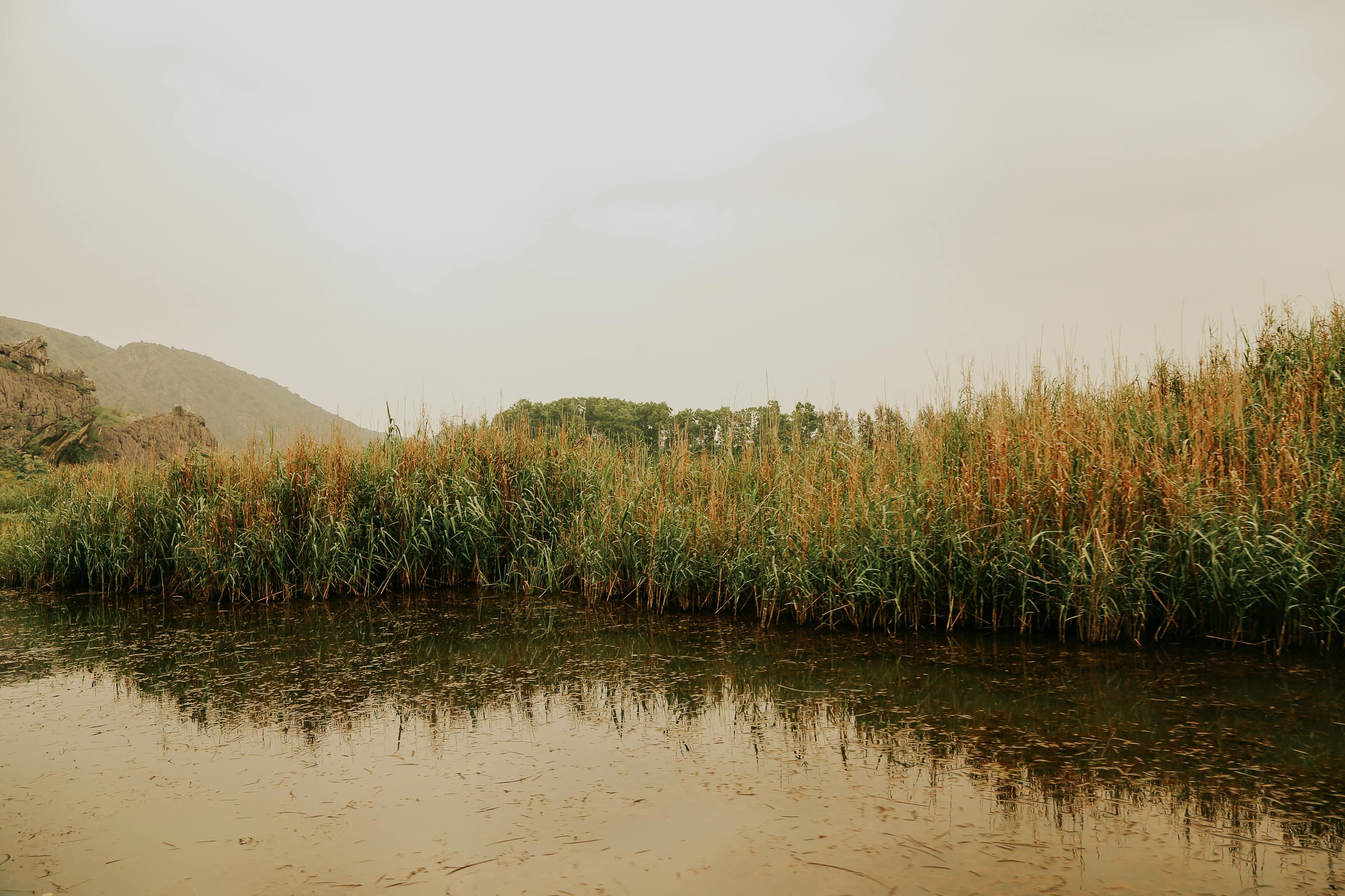Reeds by a Riverside · Free Stock Photo