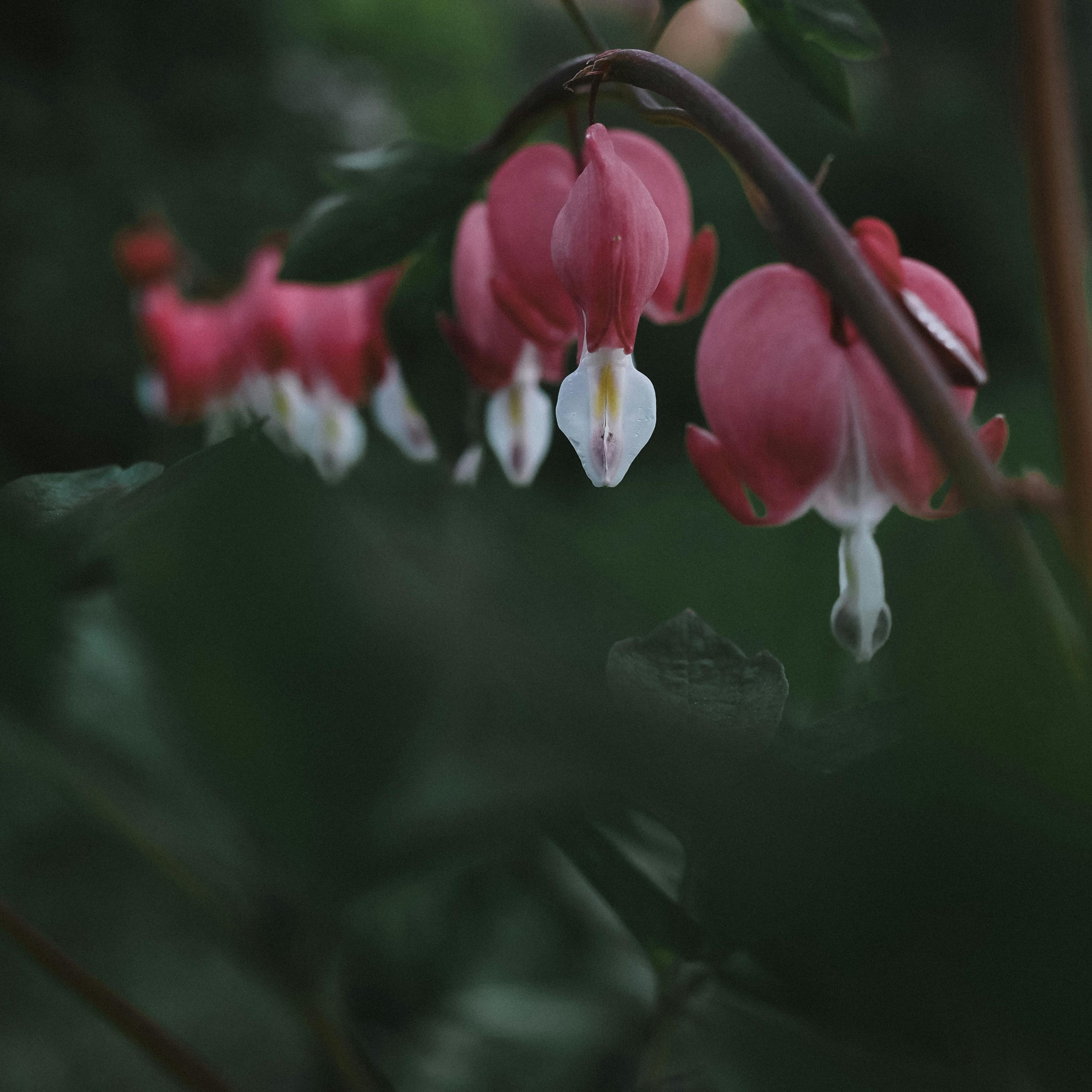 An Asian Bleeding Heart Flower Photo · Free Stock Photo