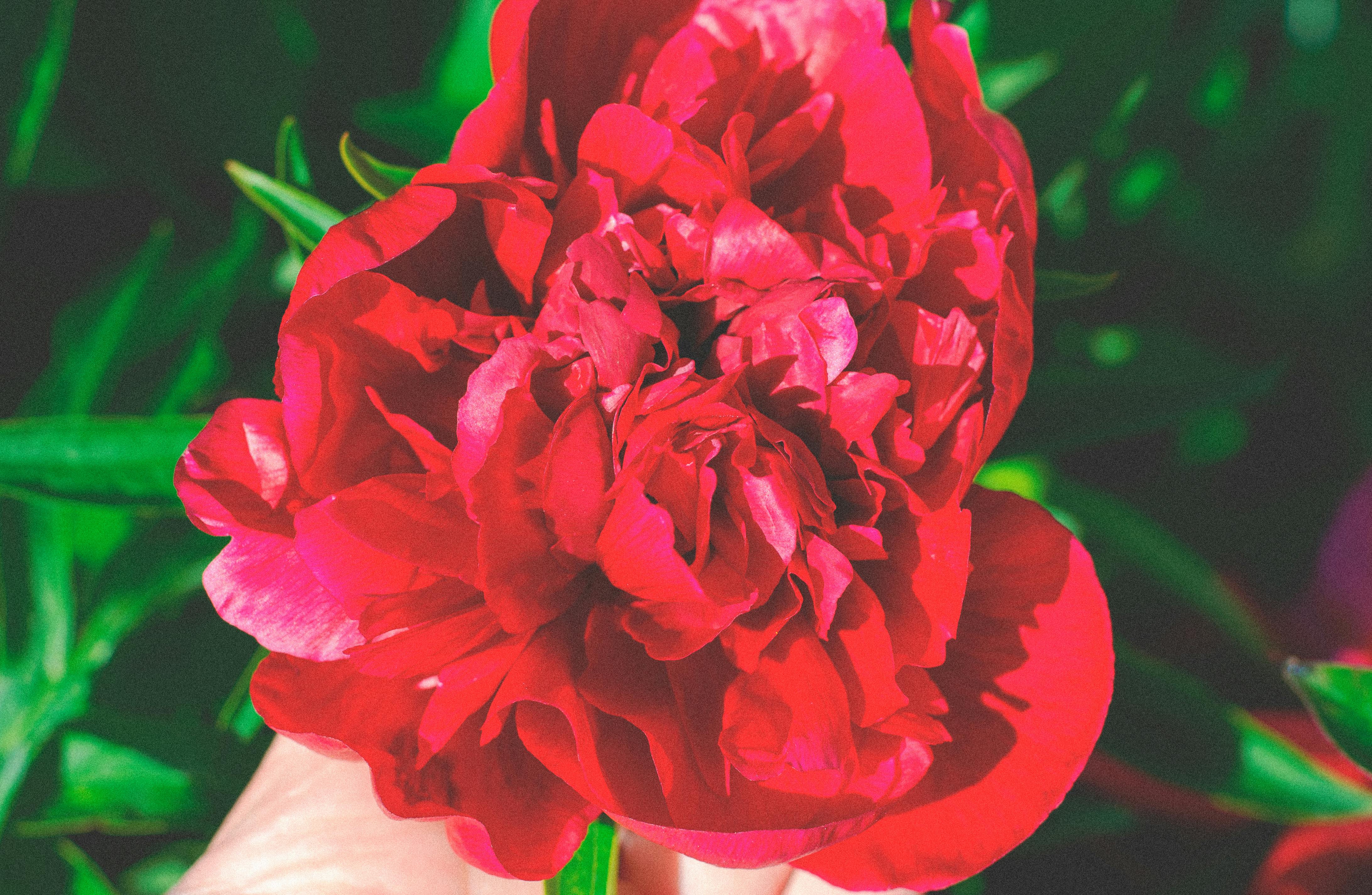 Red Flower in Close Up Photography · Free Stock Photo