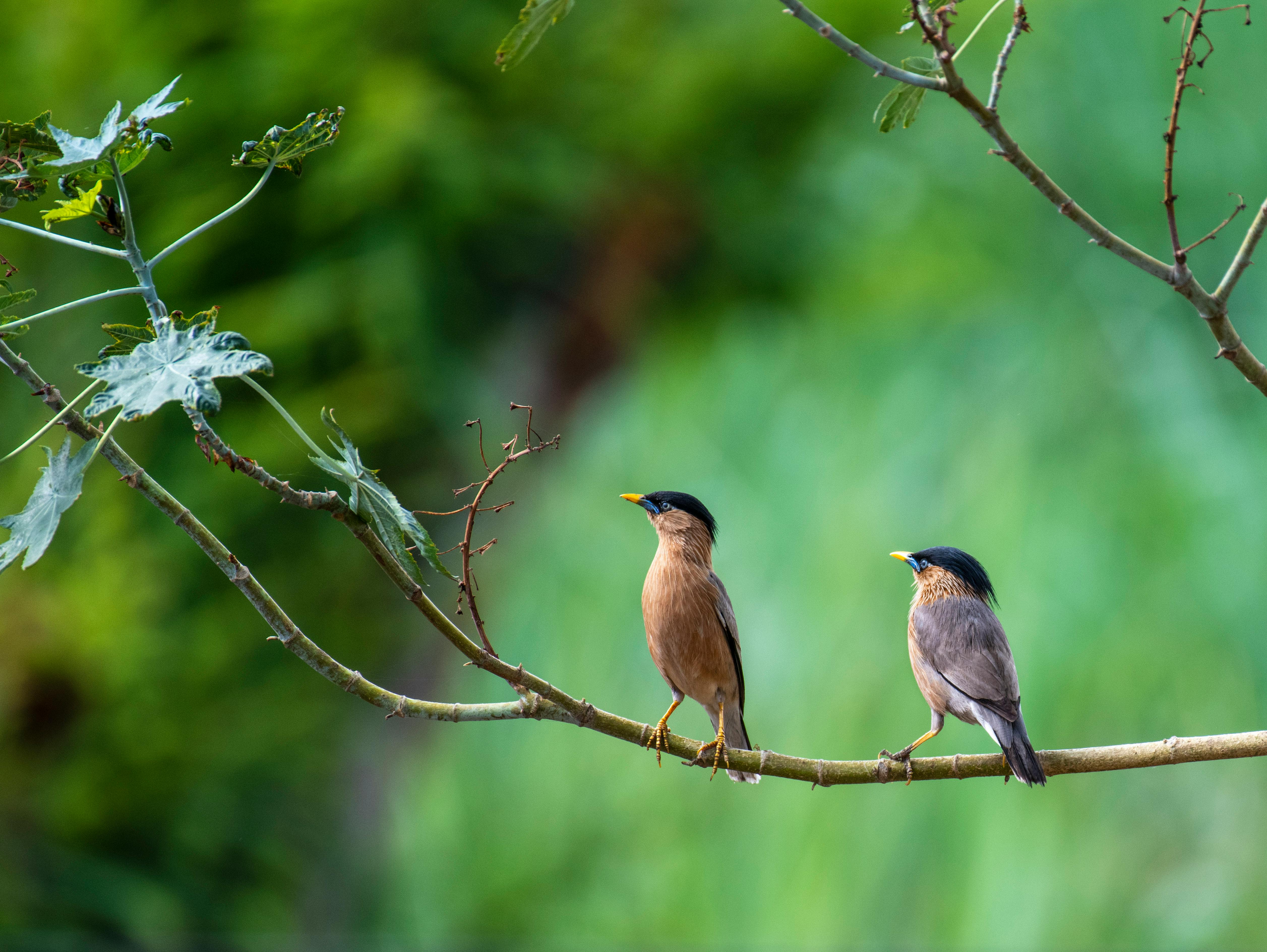 Brown Birds Perched on Tree Branch · Free Stock Photo