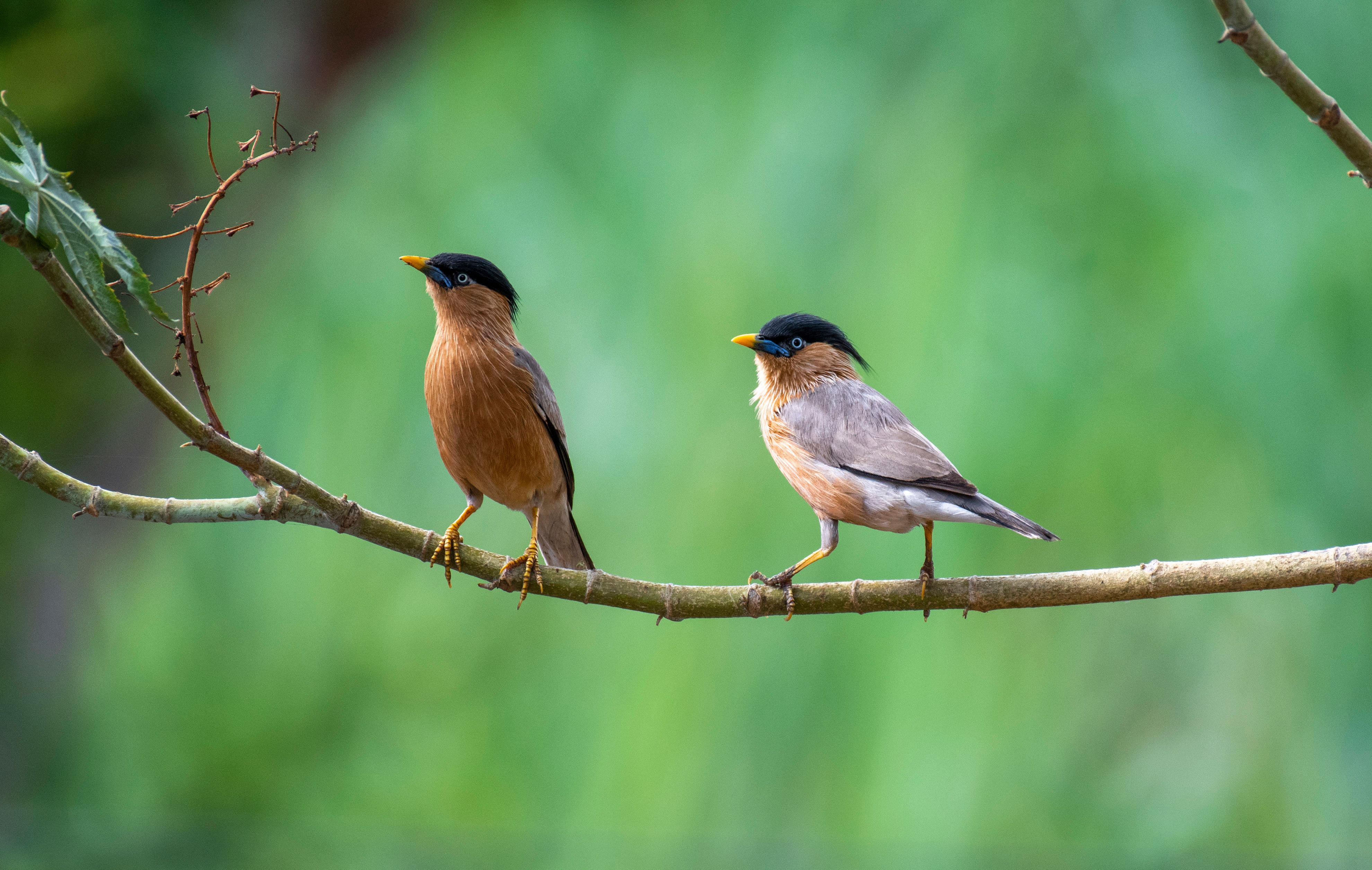 Chestnut-tailed Starling Birds · Free Stock Photo