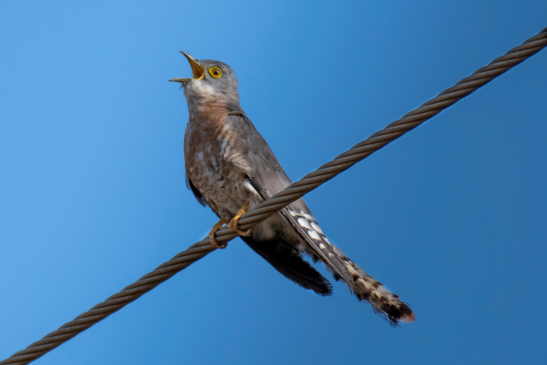 Channel Billed Cuckoo: The Master of Deception Explained