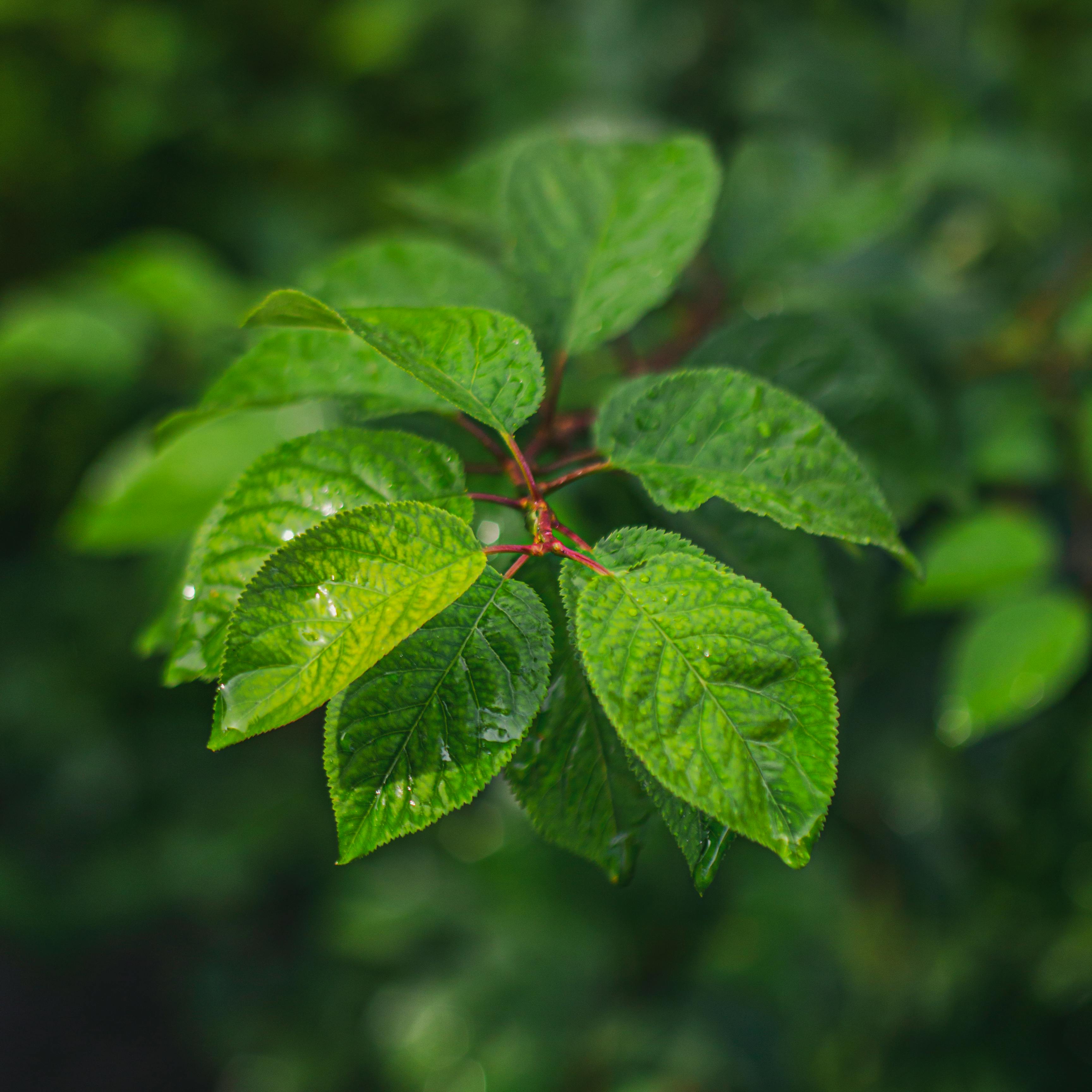 Green Leaf Plant in Close Up Photography · Free Stock Photo