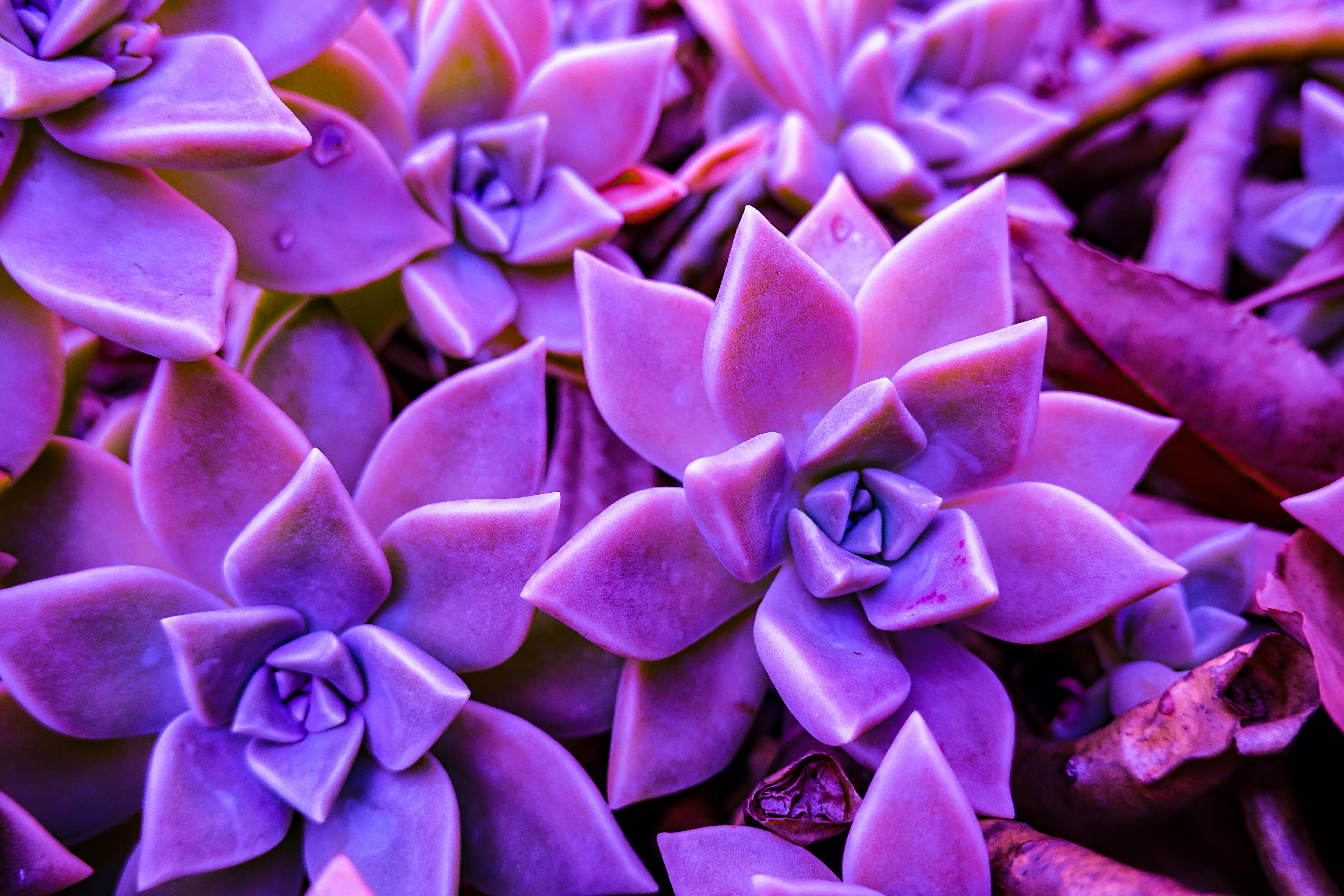 Close-Up Shot of Ghost-Plants · Free Stock Photo
