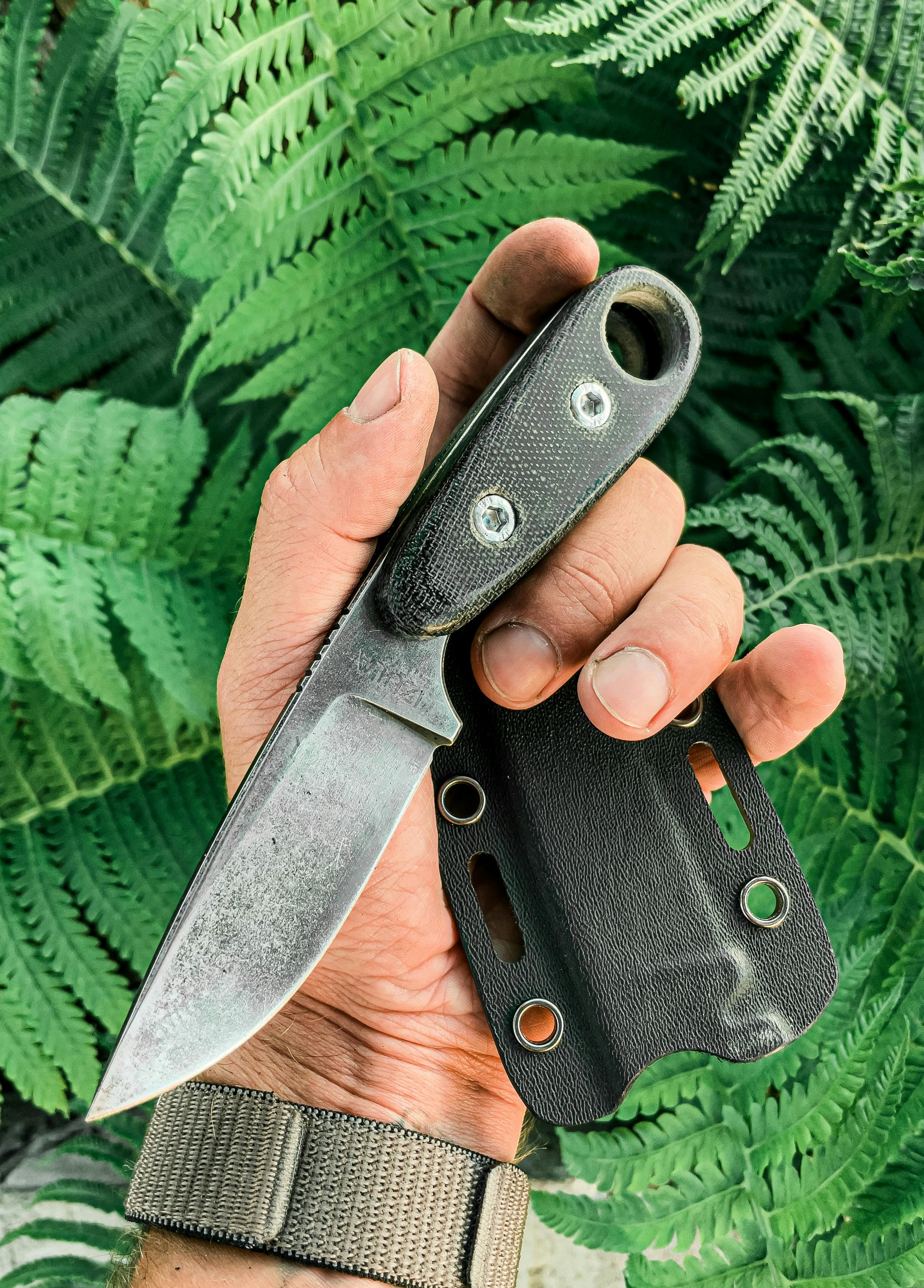 Trailing Fern Photos, Download The BEST Free Trailing Fern Stock Photos ...