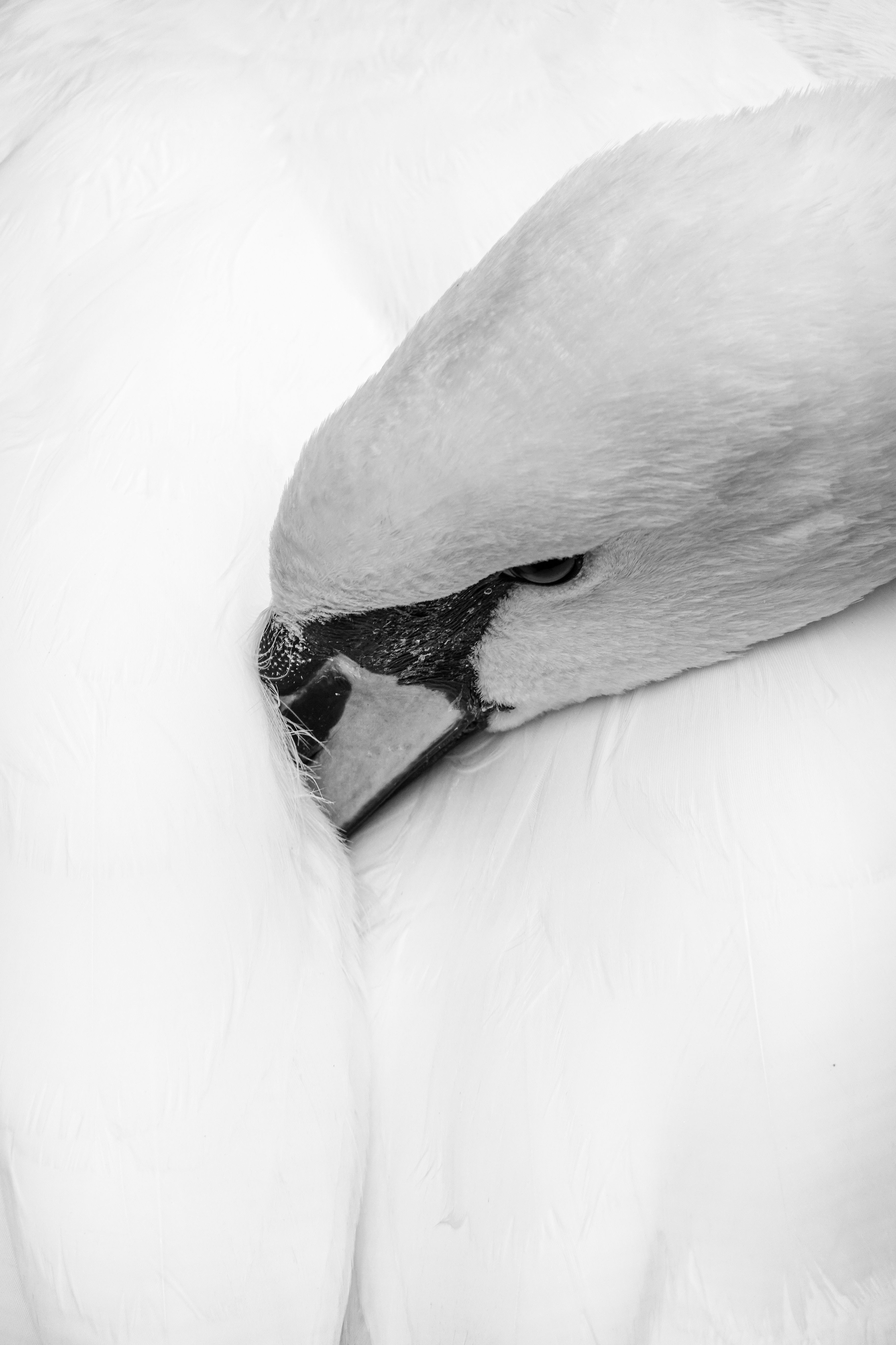 Grayscale Photo of a Mute Swan · Free Stock Photo