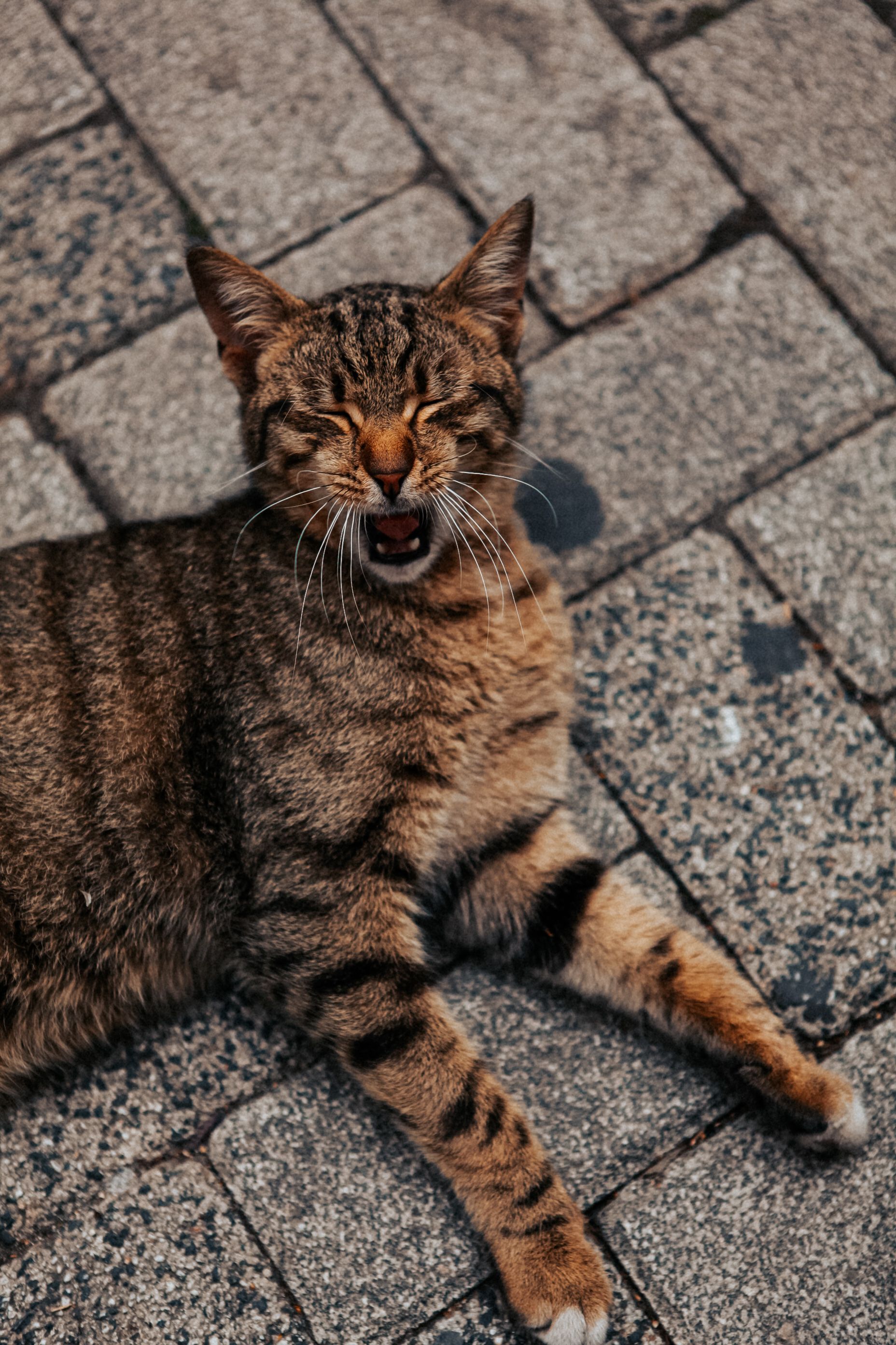 Photo of a Tabby Cat · Free Stock Photo