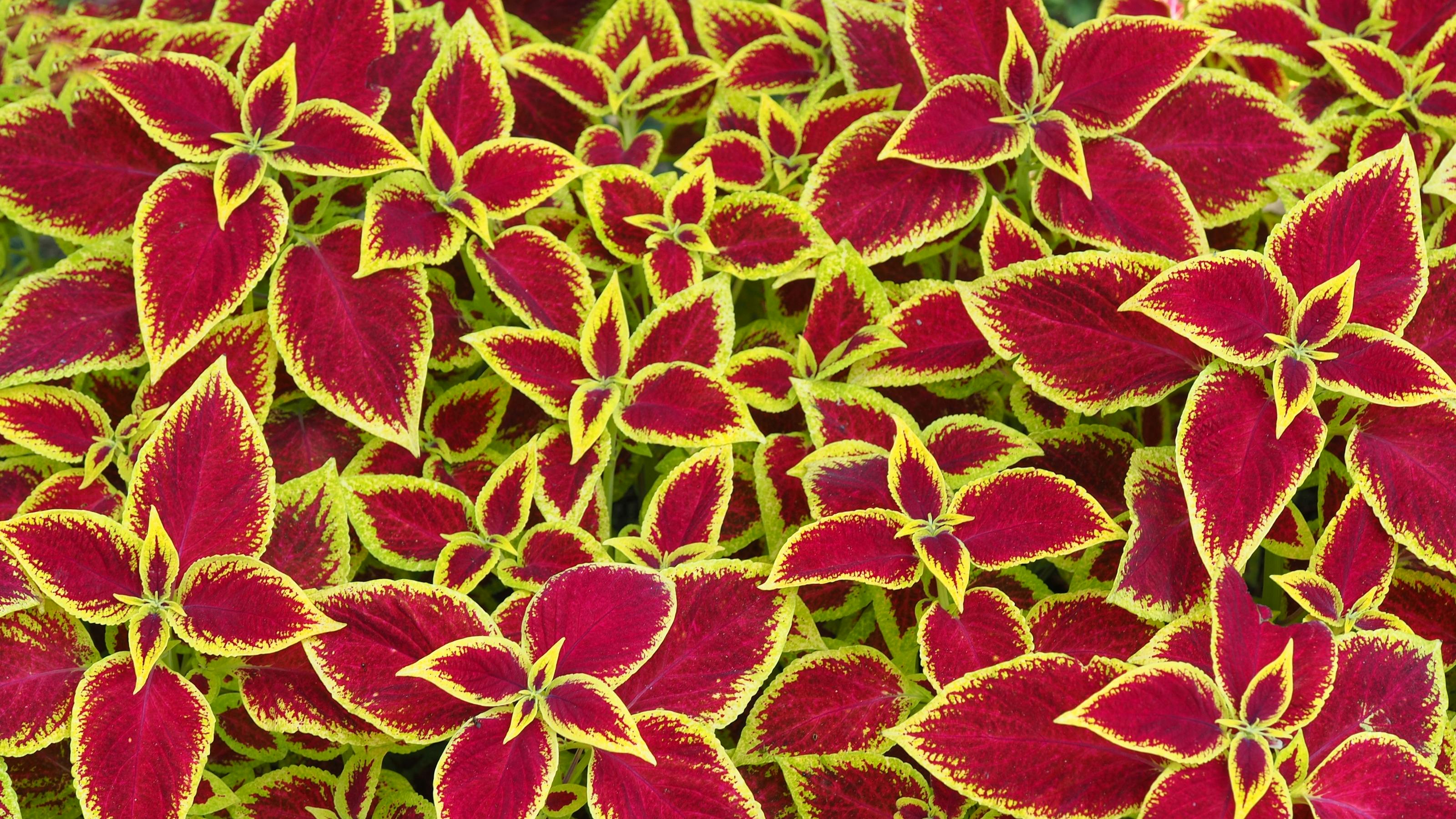 29+ Best Free Coleus Stock Photos & Images · 100% Royalty-Free HD Downloads