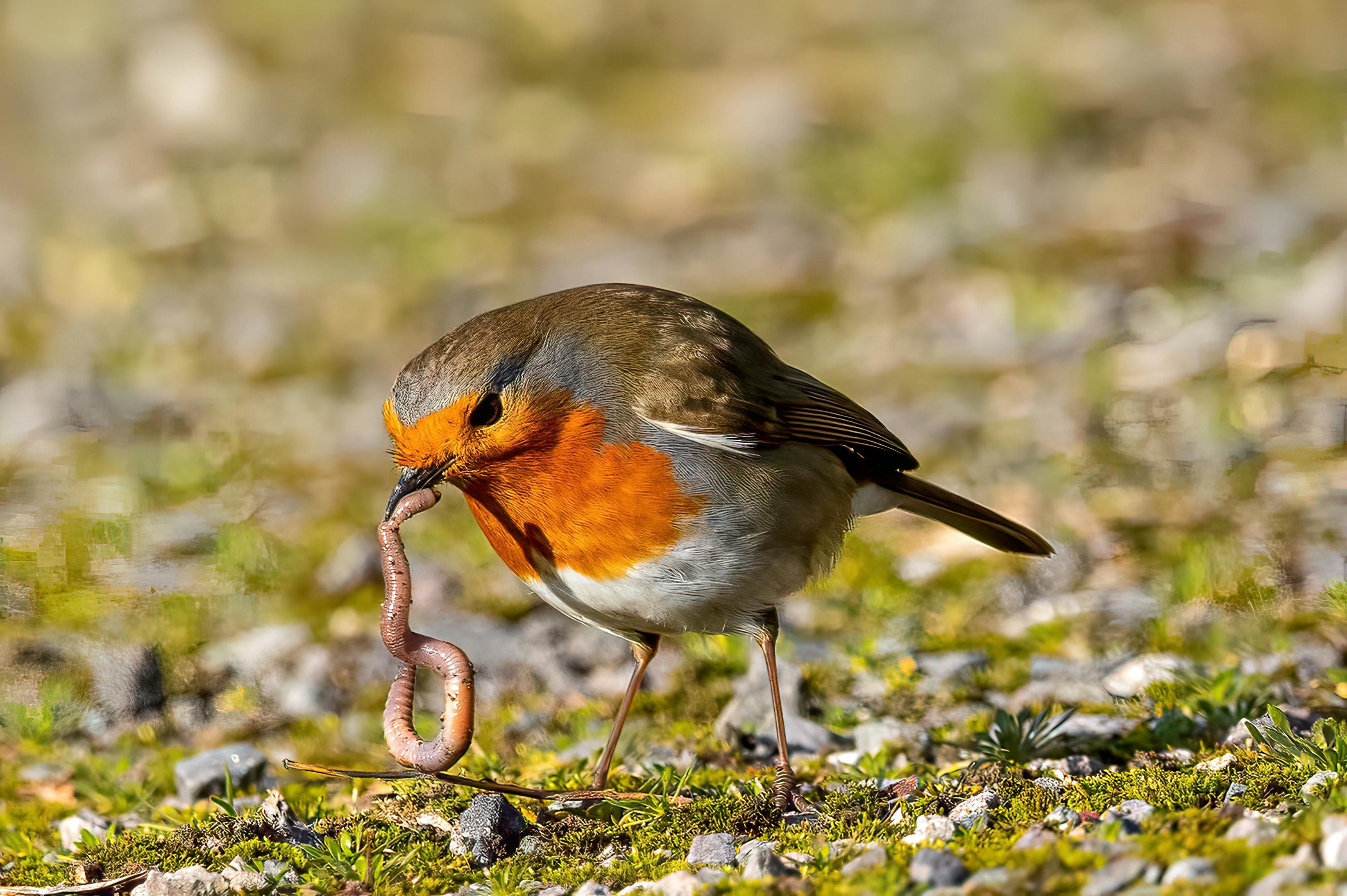 Robin Catching Worm · Free Stock Photo