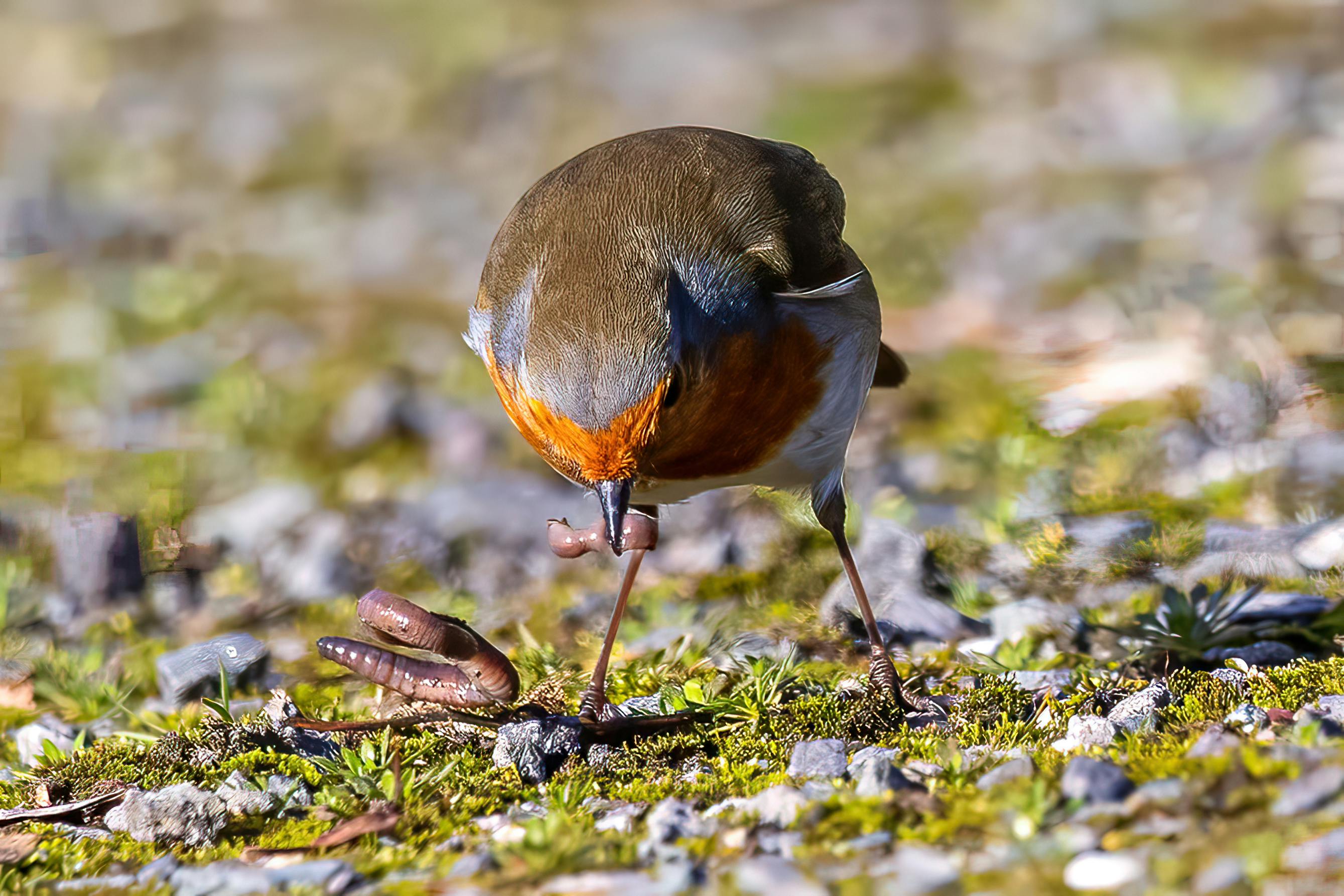 Bird Eating Worm in Close Up Photography · Free Stock Photo
