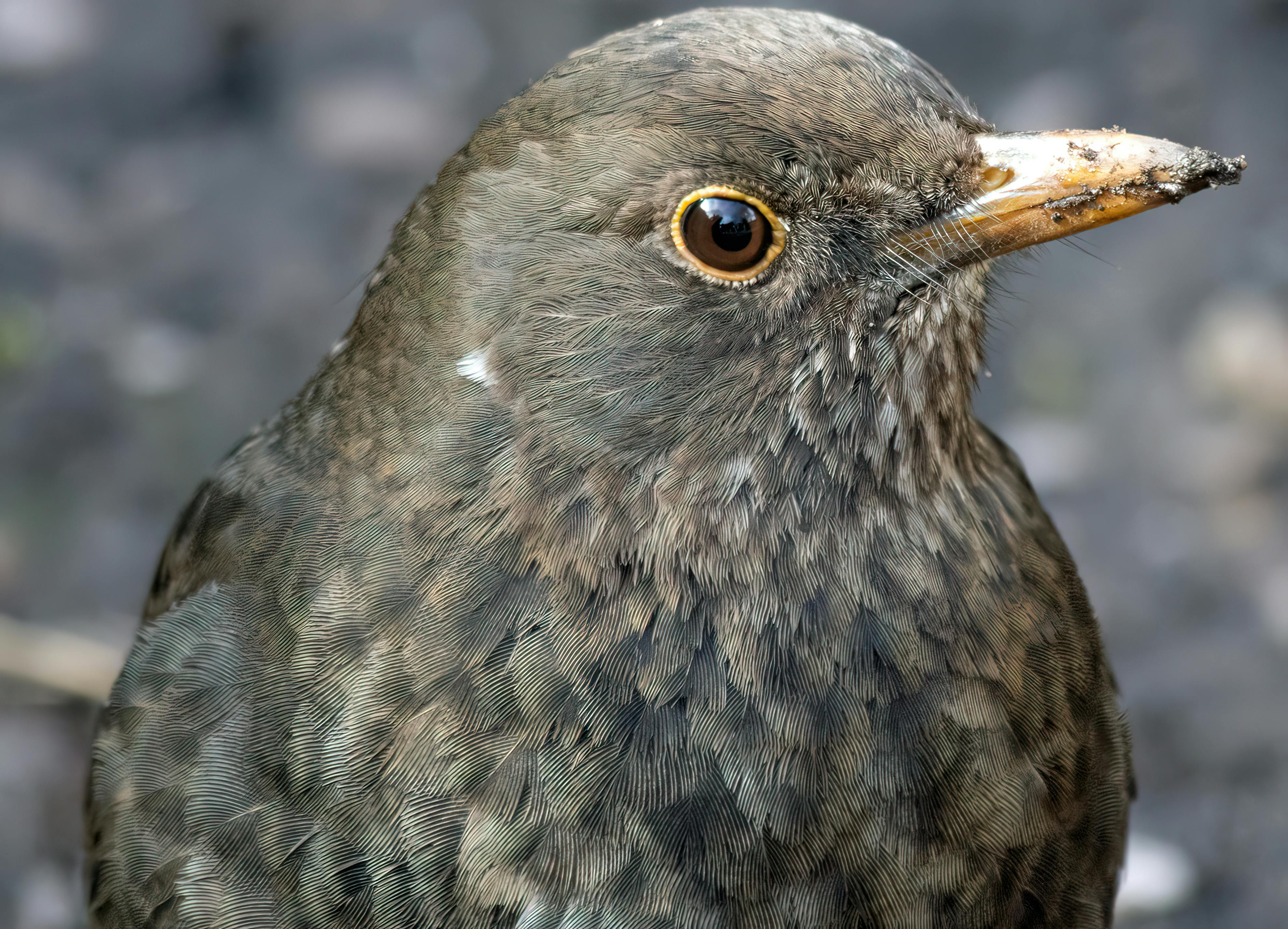 Close Up Photo of a Bird · Free Stock Photo