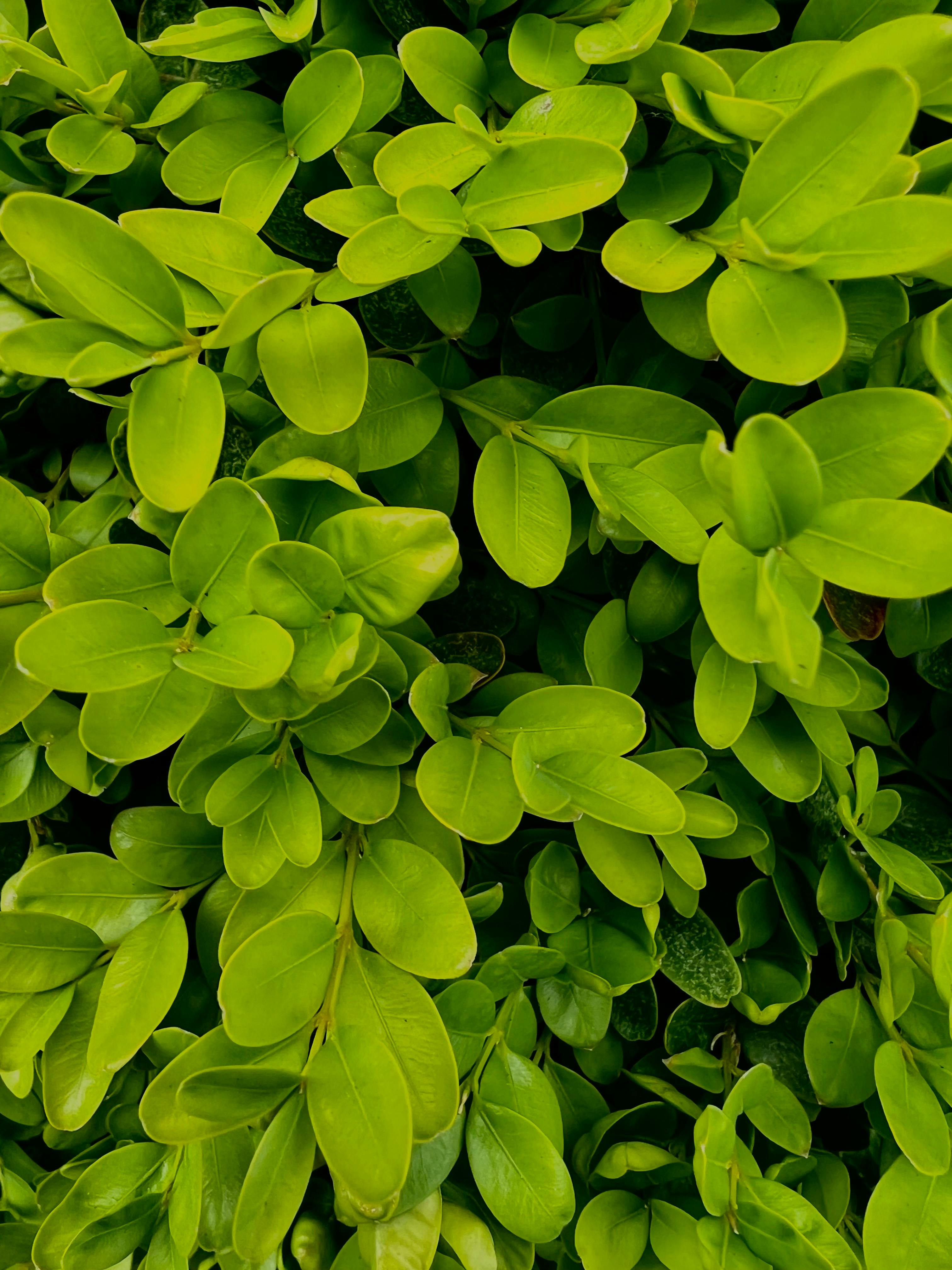 Photo of a Green Plant · Free Stock Photo